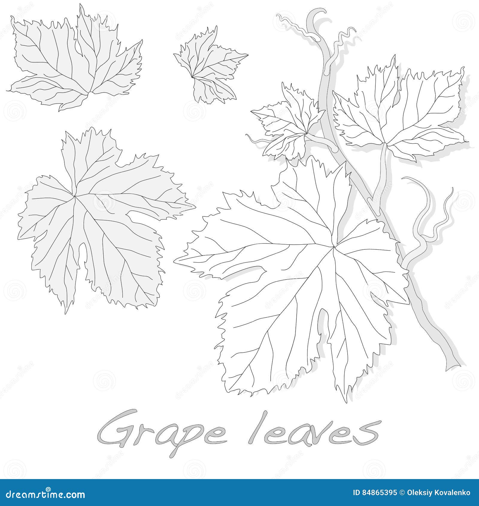 Grape Leaves Isolated on White. Stock Vector - Illustration of seasonal ...