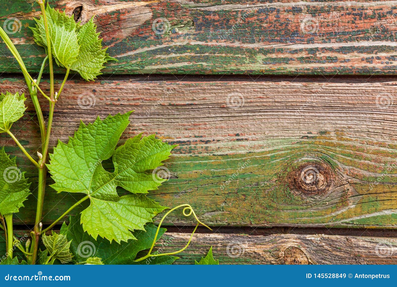 Grape Leaves on a Old Wood Background Stock Image - Image of dirty ...