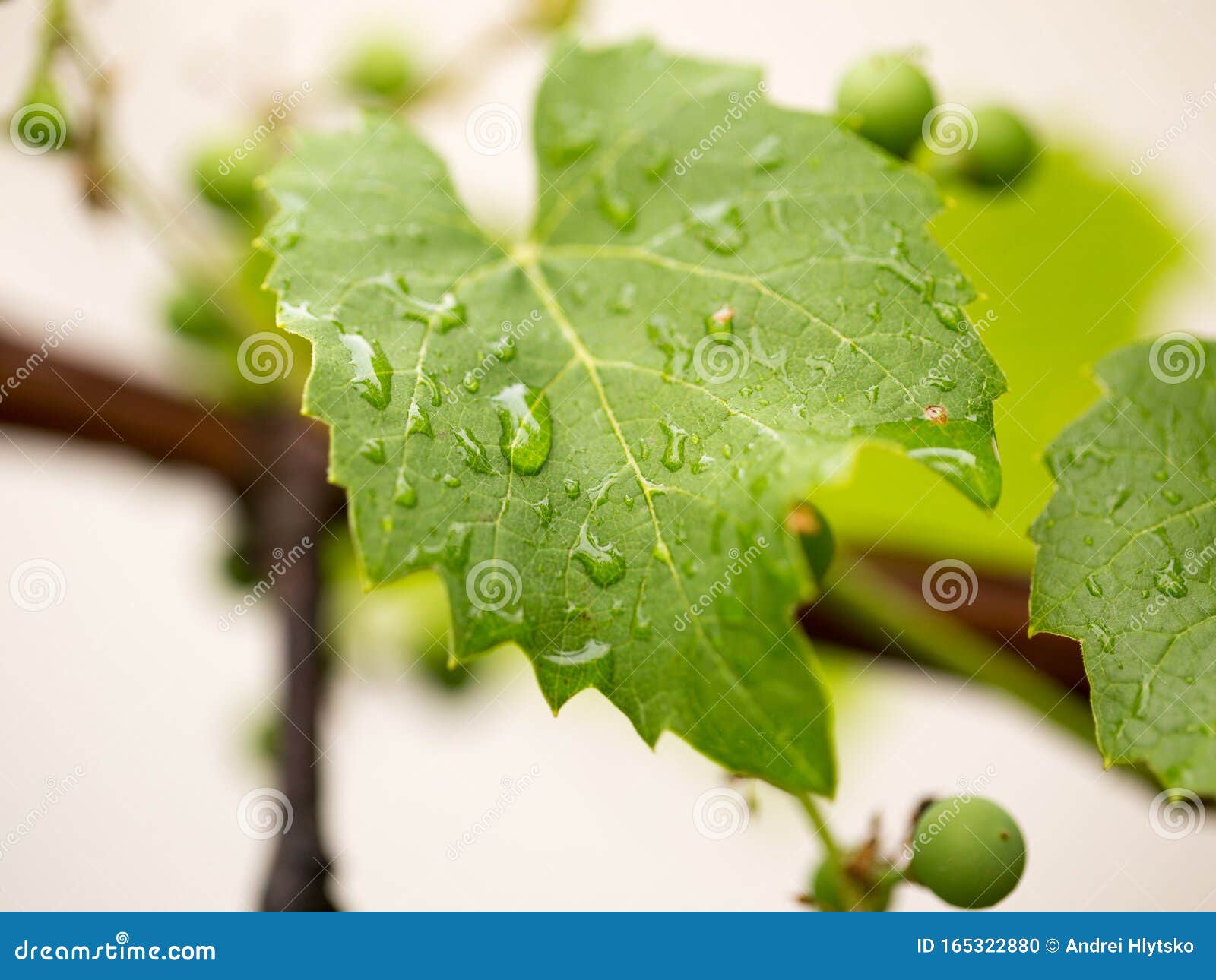 Grape leaves after rain stock photo. Image of grape - 165322880