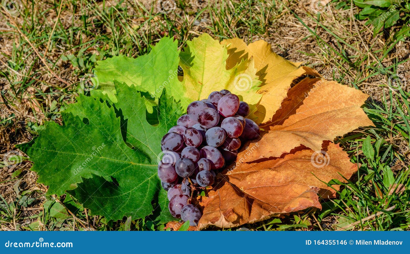 Grape on leaves stock photo. Image of still, ground - 164355146