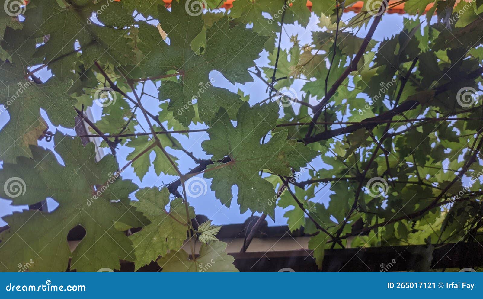 Grape Leaves Spread Out To Form the Roof Stock Image - Image of nature ...