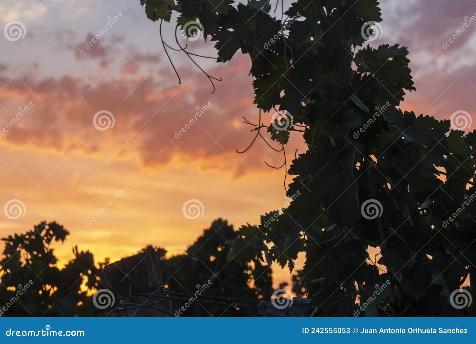 Grape leaves at sunset stock image. Image of beautiful - 242555053