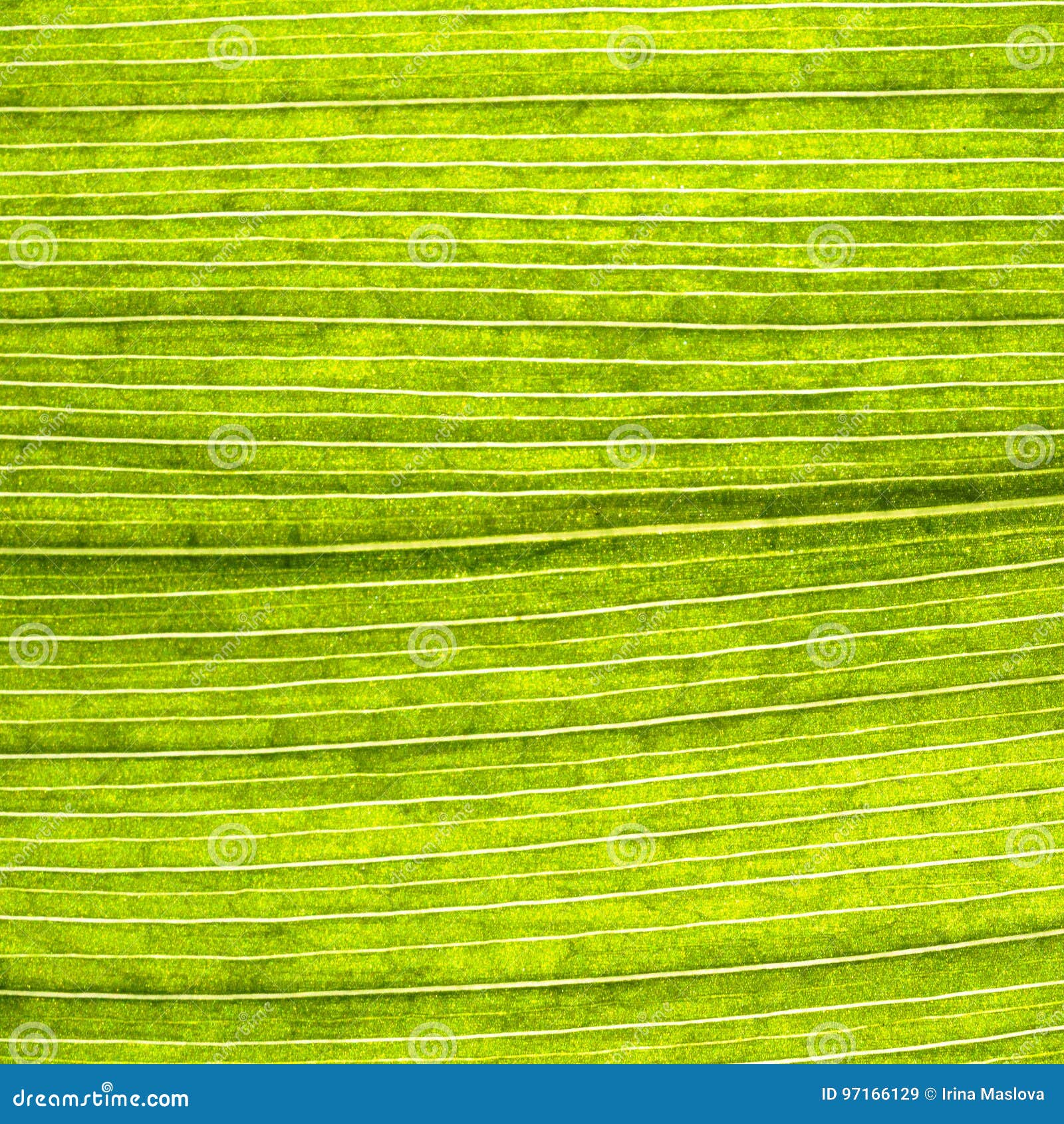 Grape Leaves Texture Leaf Background Macro Green Light Closeup Stock ...