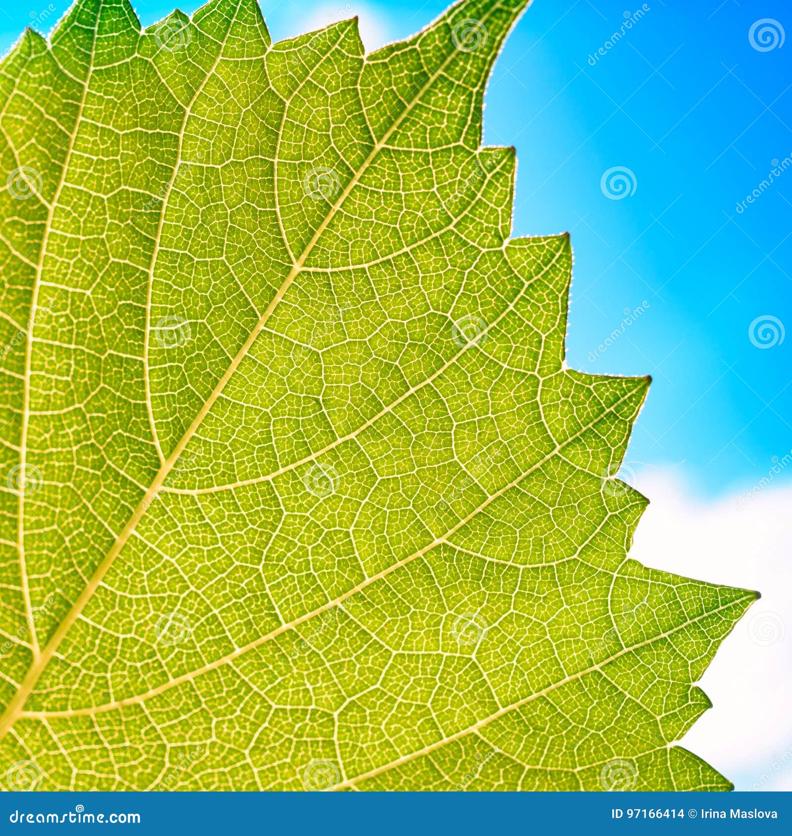 Grape Leaves Texture Leaf Background Macro Green Light Closeup Stock ...