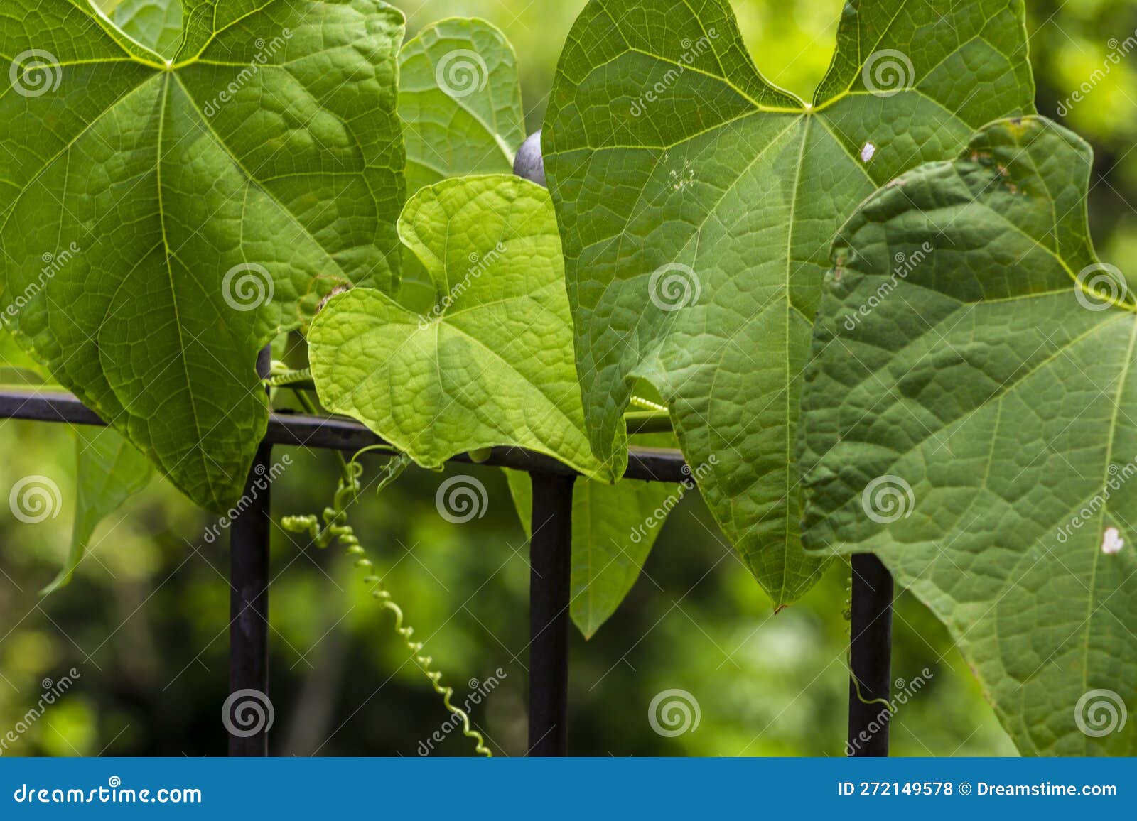 Grape Leaves. Grape Vine Leaves on Iron Grid in Brazil Stock Photo ...