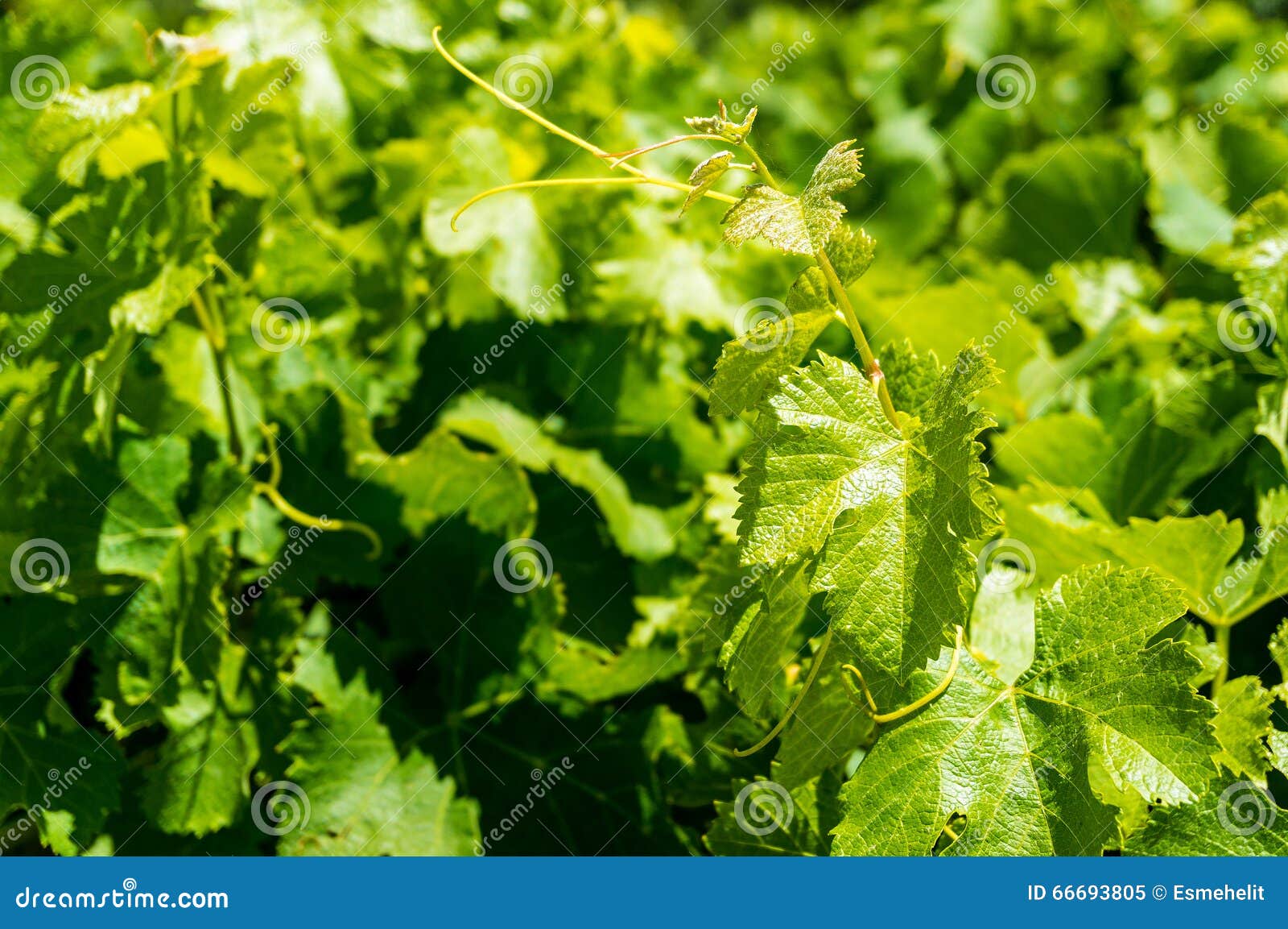 Grape leaves and vines stock image. Image of outdoor - 66693805