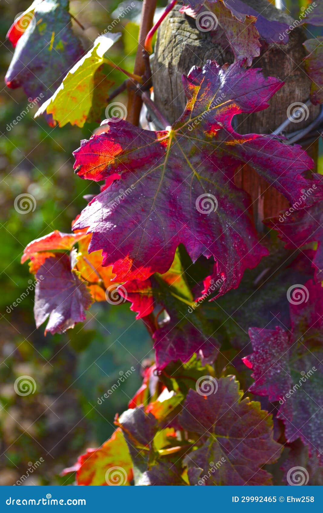 Fall Grape Leaves stock image. Image of bordeaux, closeup - 29992465