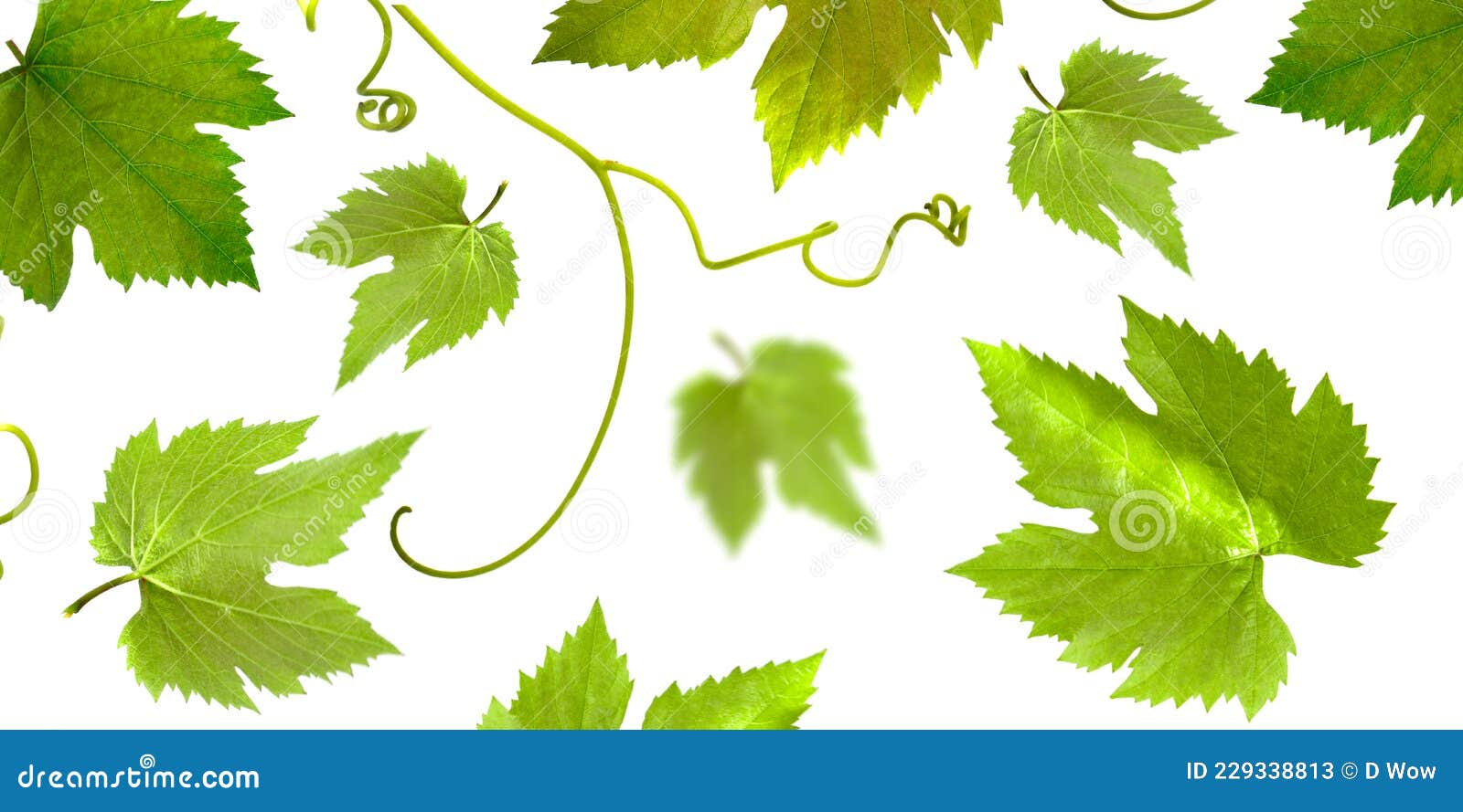 Grape Leaves on a White Background. Grape Leaf Pattern Stock Image ...