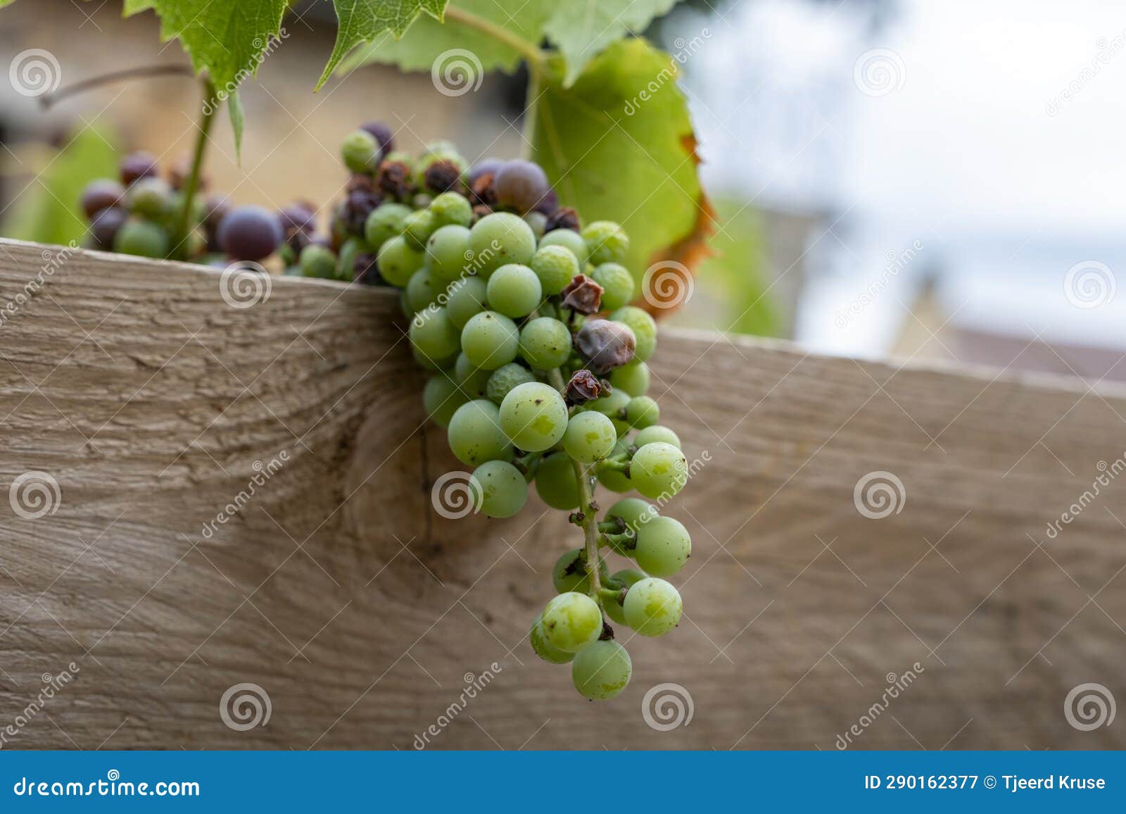 Grape Leaves on a Wooden Wall in the Shade Stock Image - Image of ...