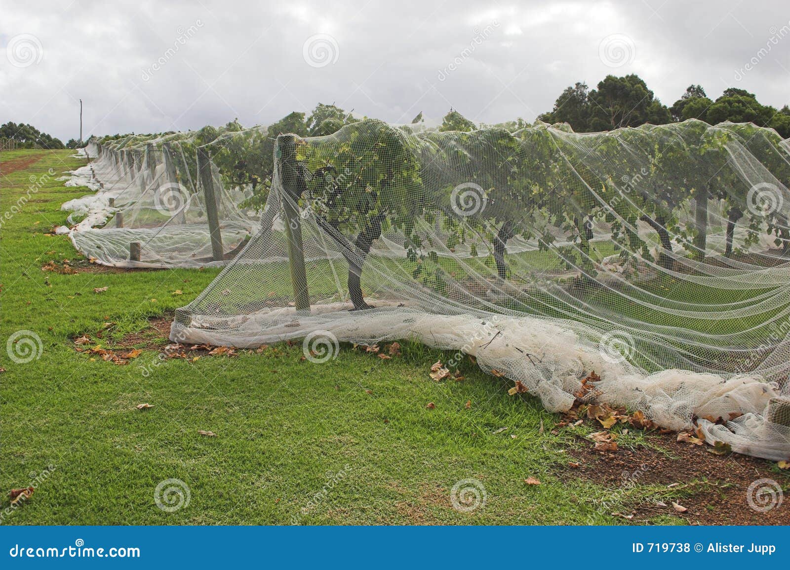Grape Net 3 stock photo. Image of netting, pest, business - 719738