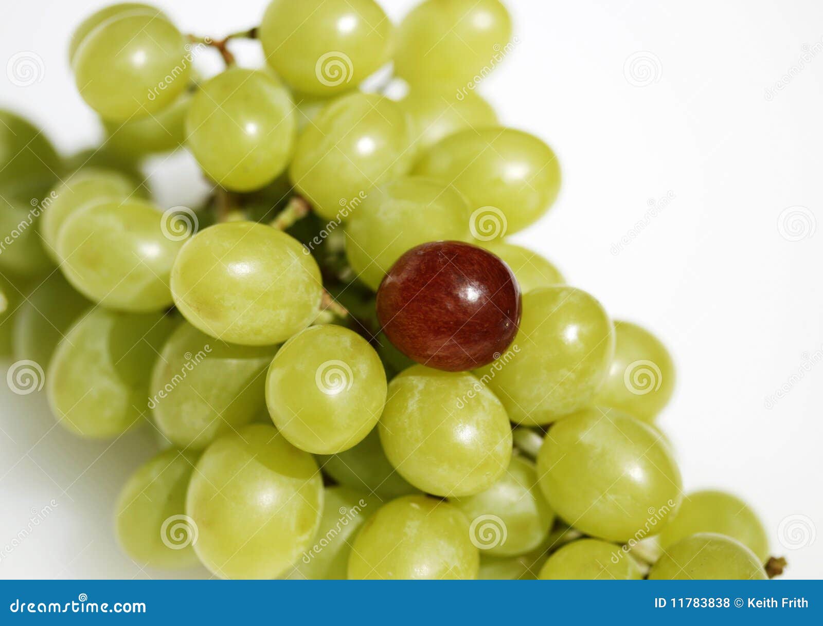 5,953 One Red Grape Stock Photos - Free & Royalty-Free Stock Photos ...