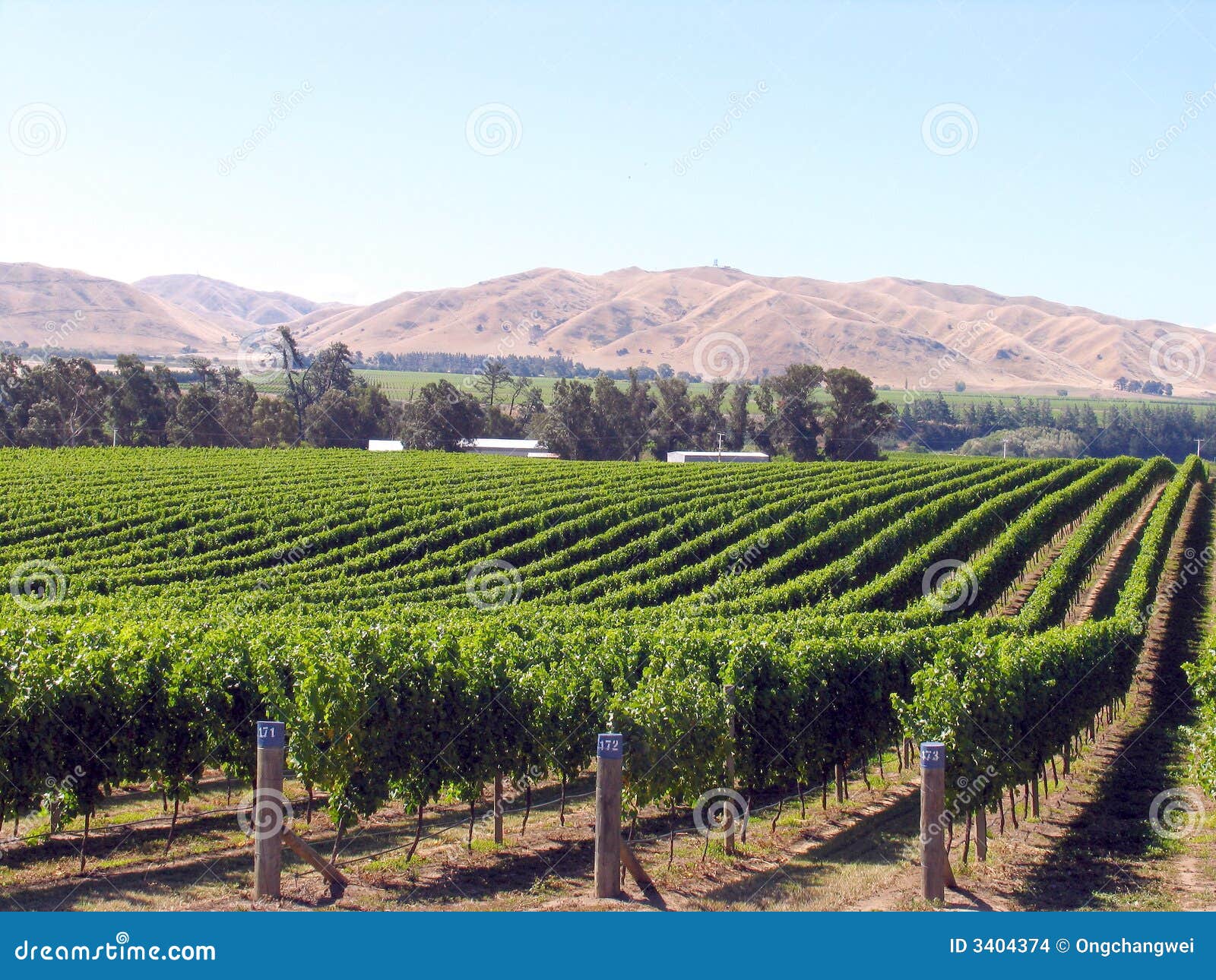 Grape Orchard Stock Images - Image: 3404374