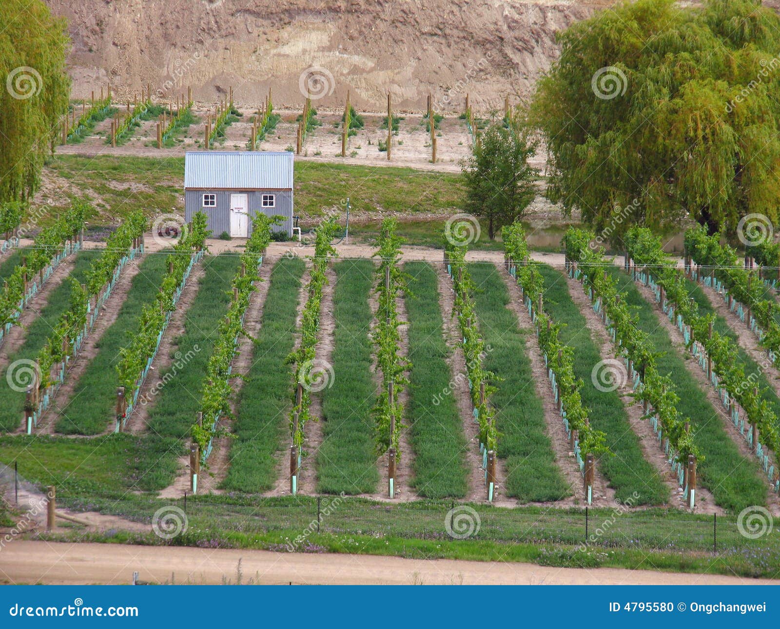 Grape Orchard stock photo. Image of grape, green, fruit - 4795580