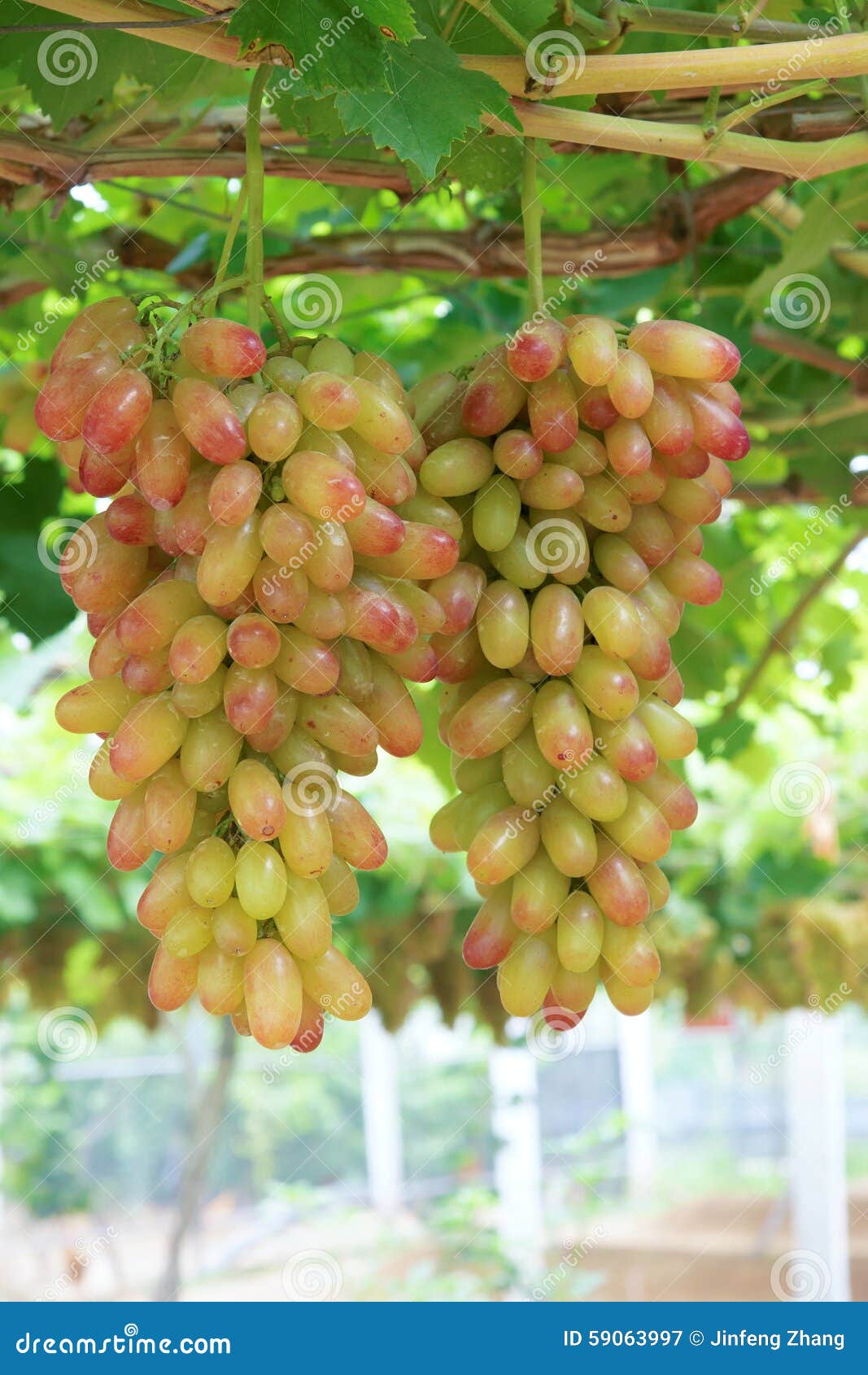 Grape orchard stock image. Image of grape, fruits, farmland - 59063997