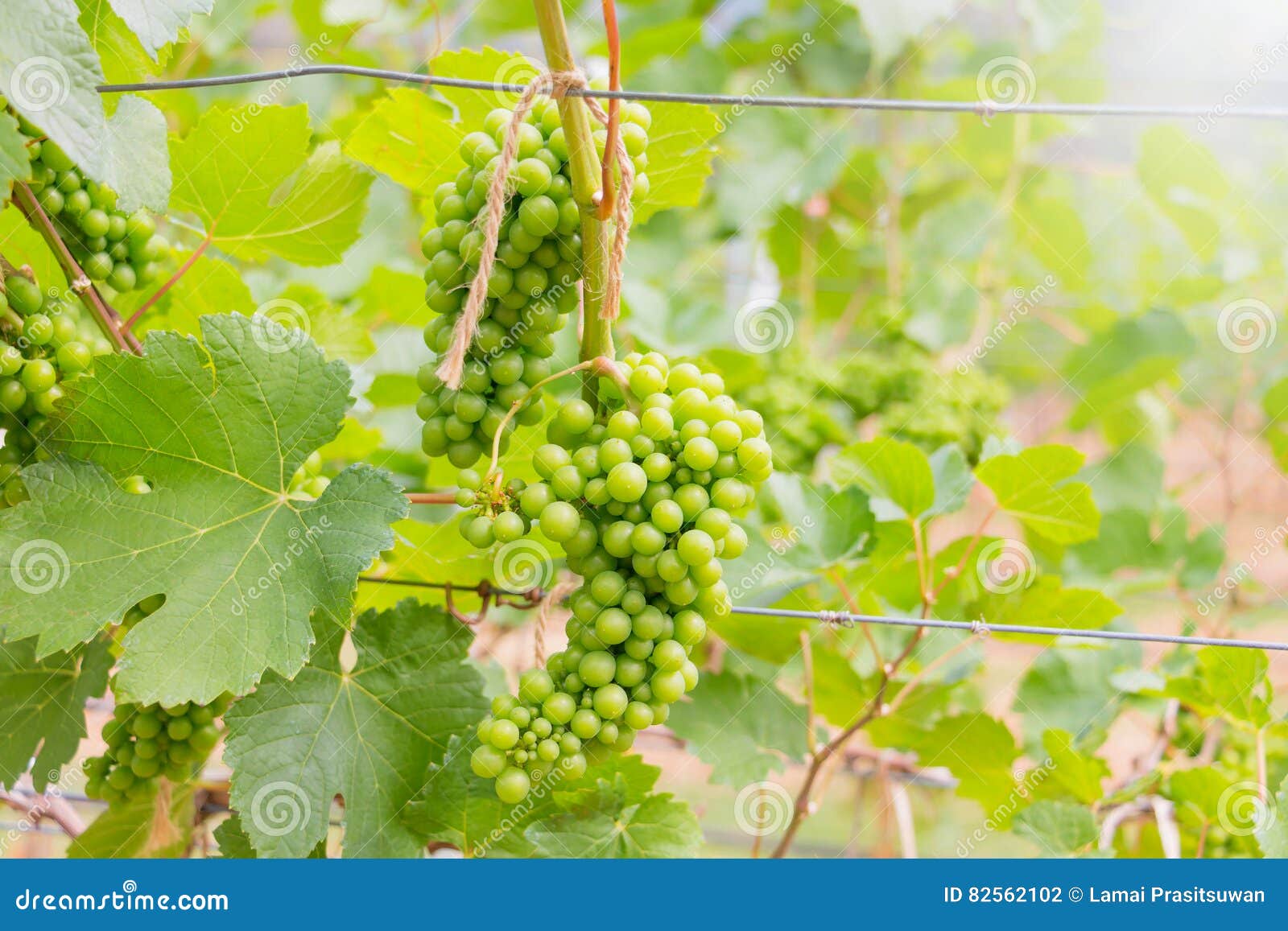 Grape orchard in summer stock photo. Image of plantation - 82562102