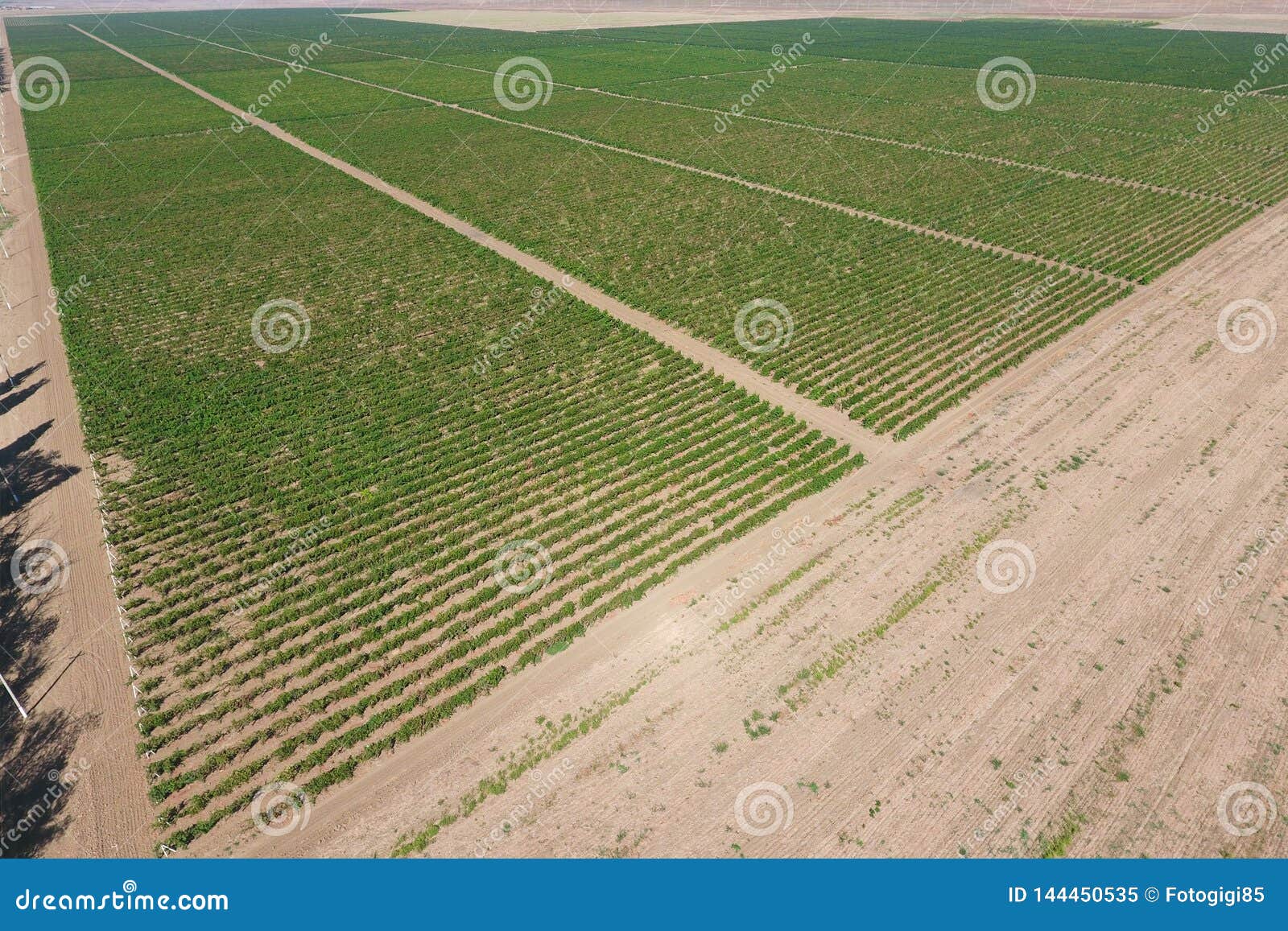 Grape Orchards Bird`s-eye View. Top View of the Garden Stock Image ...