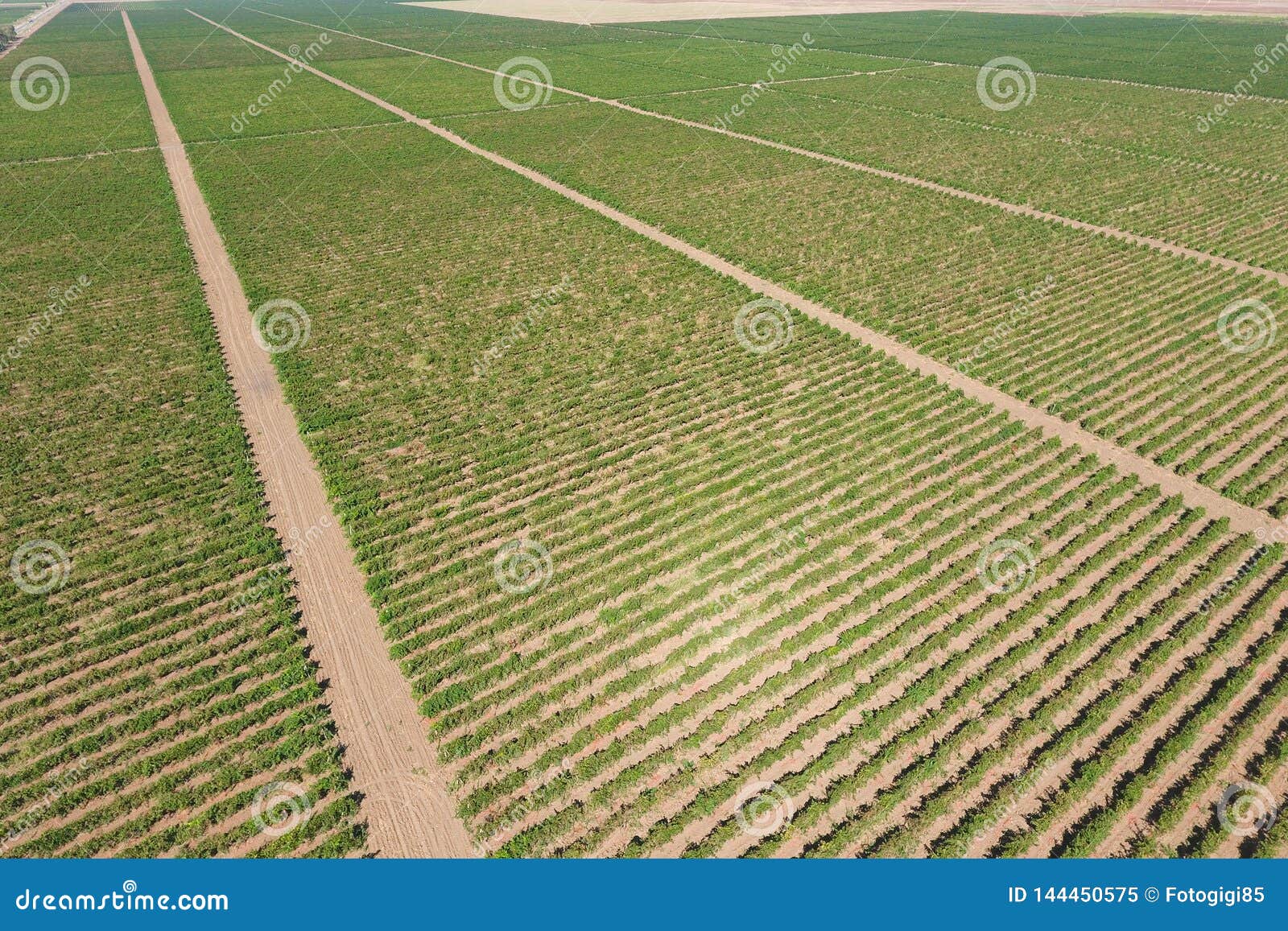 Grape Orchards Bird's-eye View. Vine Rows. Top View Of The Garden Stock ...