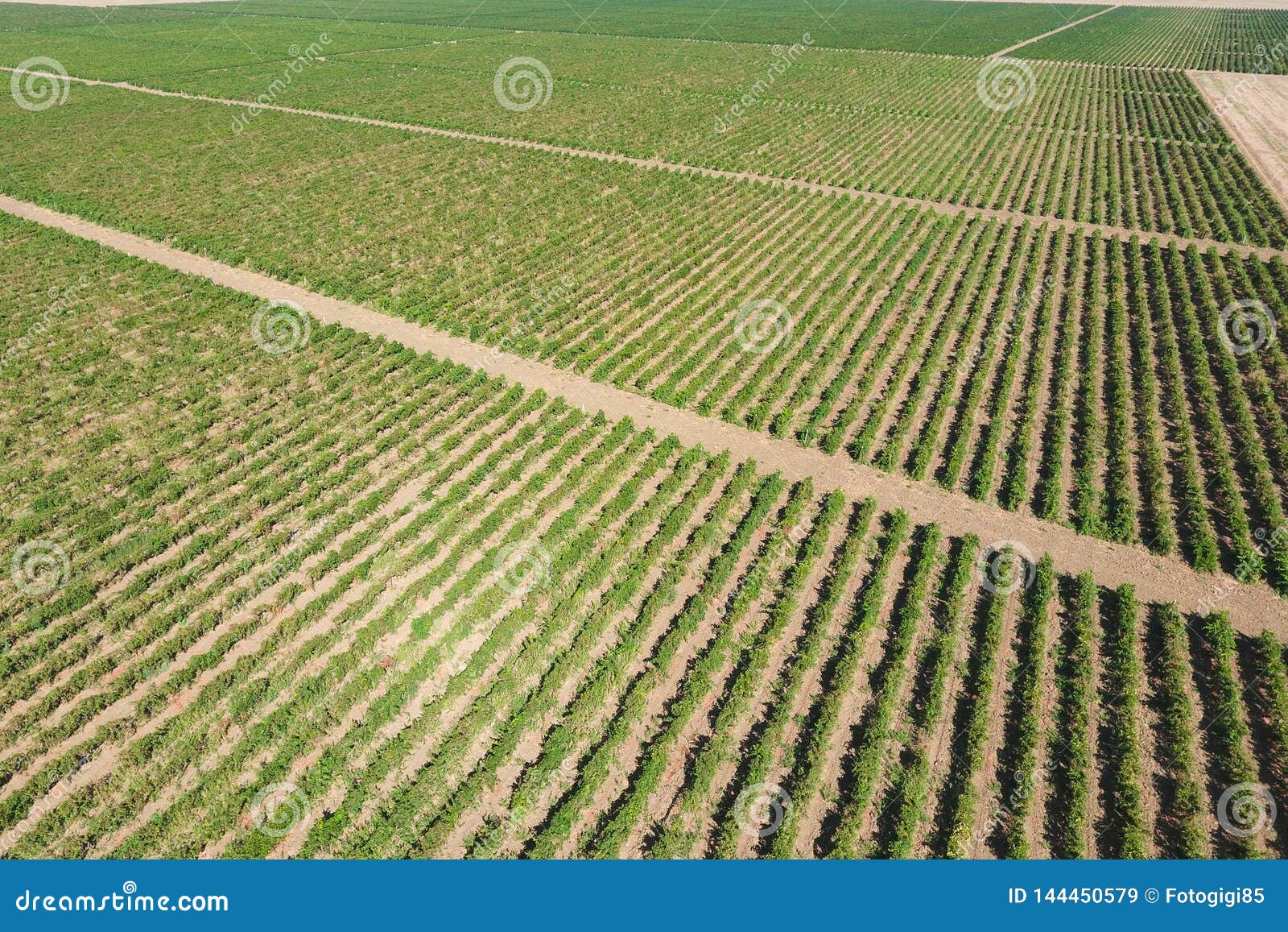 Grape Orchards Bird's-eye View. Vine Rows. Top View Of The Garden Stock ...