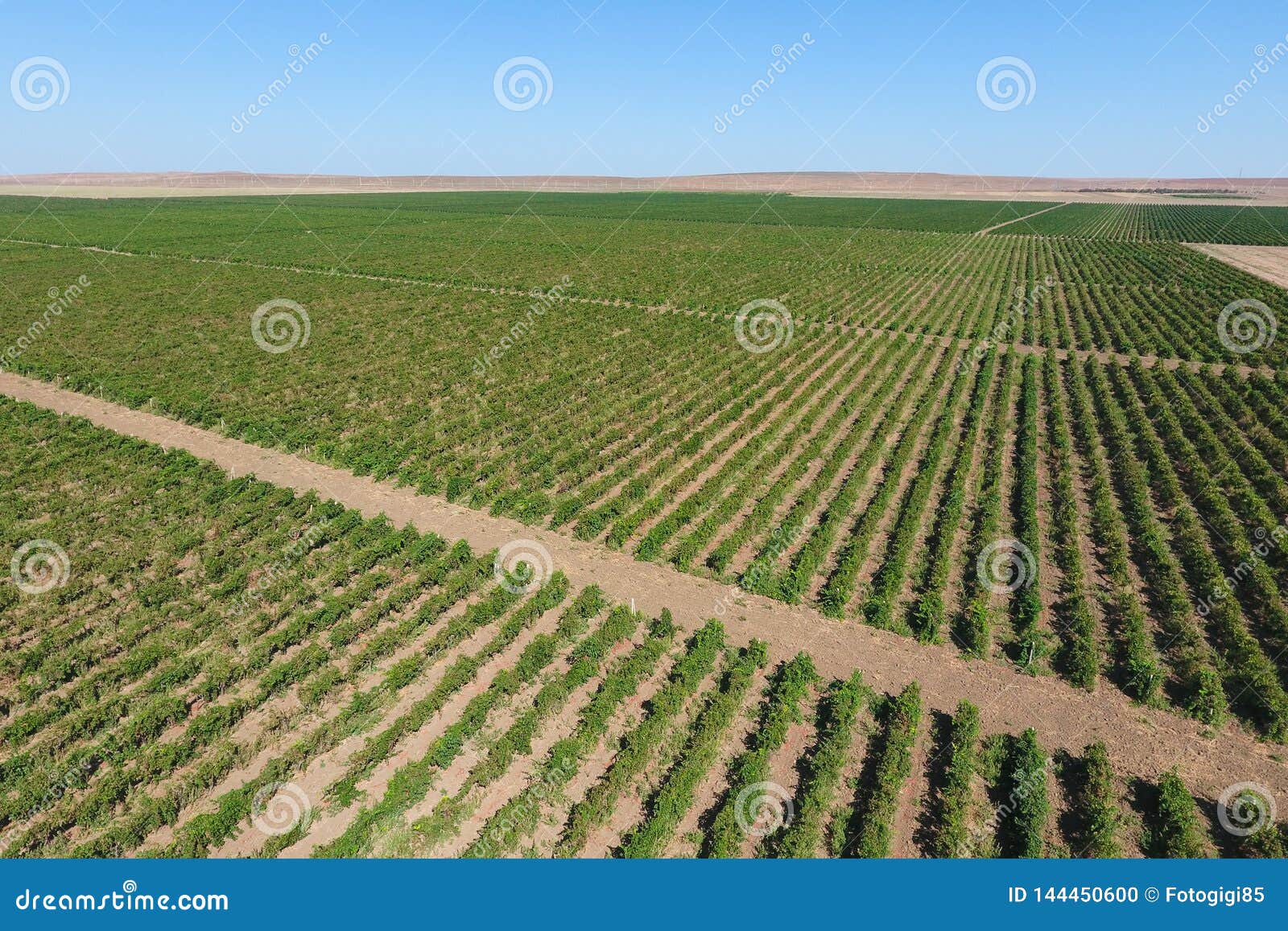 Grape Orchards . Vine Rows. Top View of the Garden Stock Photo - Image ...