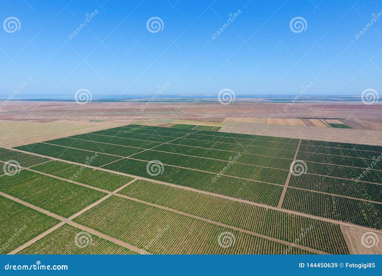 Grape Orchards View. Vine Rows. Top View of the Garden Stock Image ...