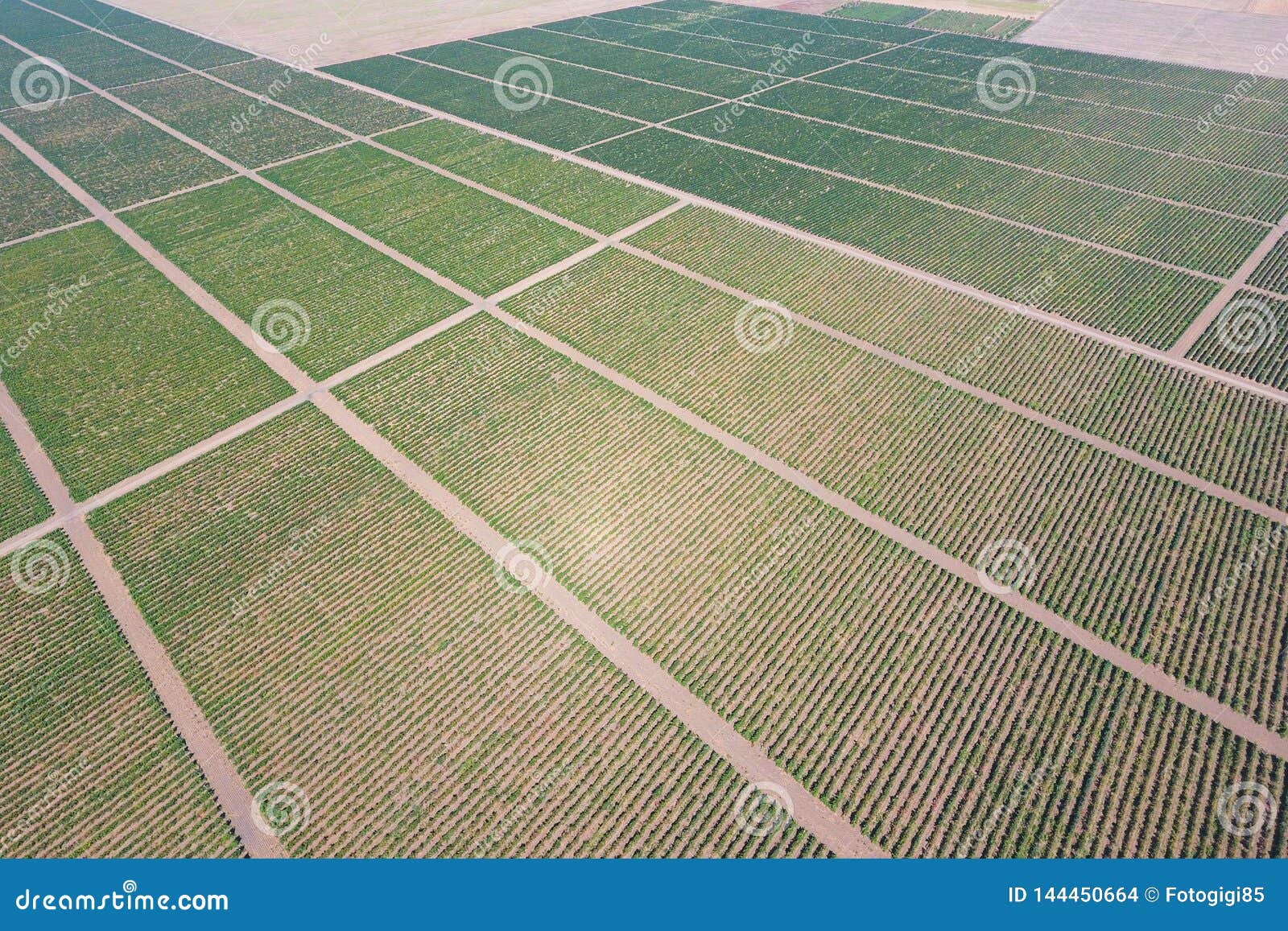 Grape Orchards Bird's-eye View. Vine Rows. Top View Of The Garden Stock ...