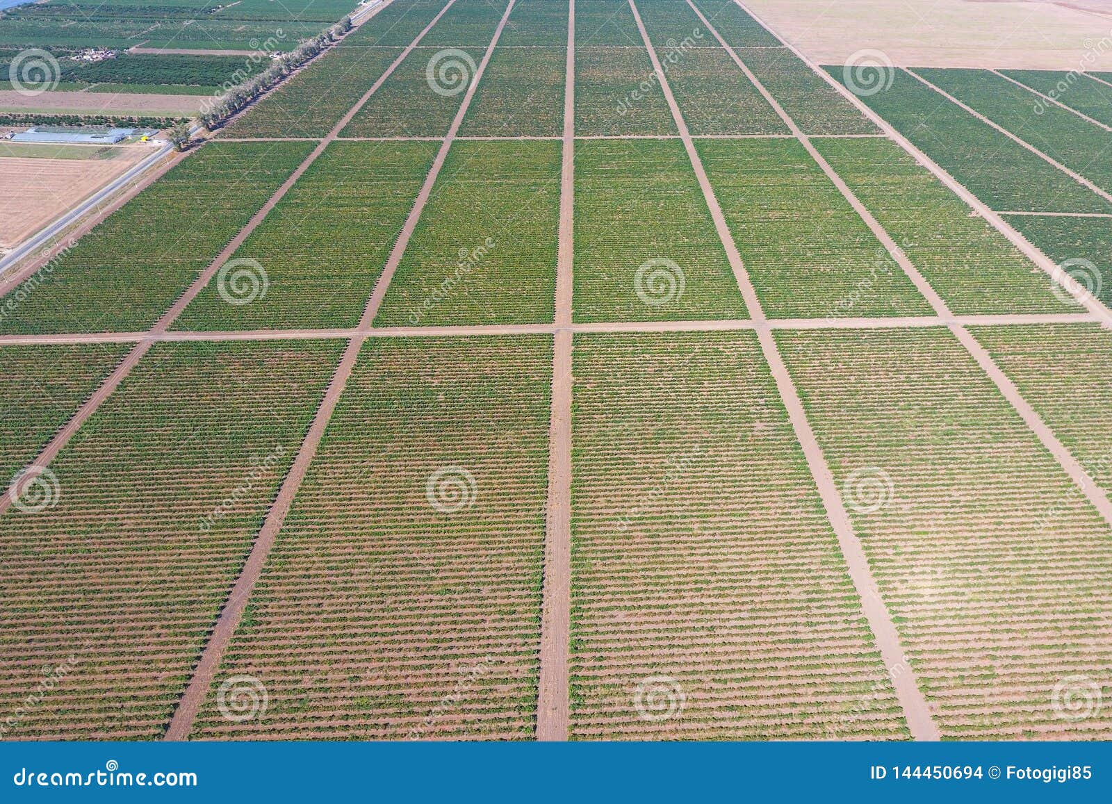 Grape Orchards View. Vine Rows. Top View of the Garden Stock Photo ...