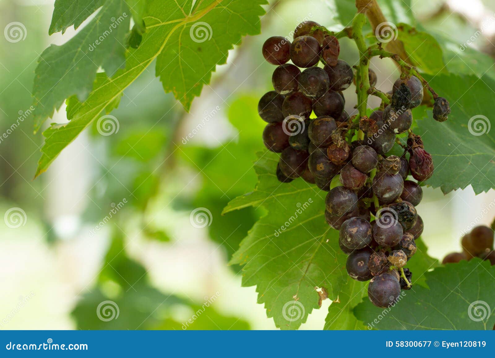 Grape pathology stock image. Image of winery, natural - 58300677