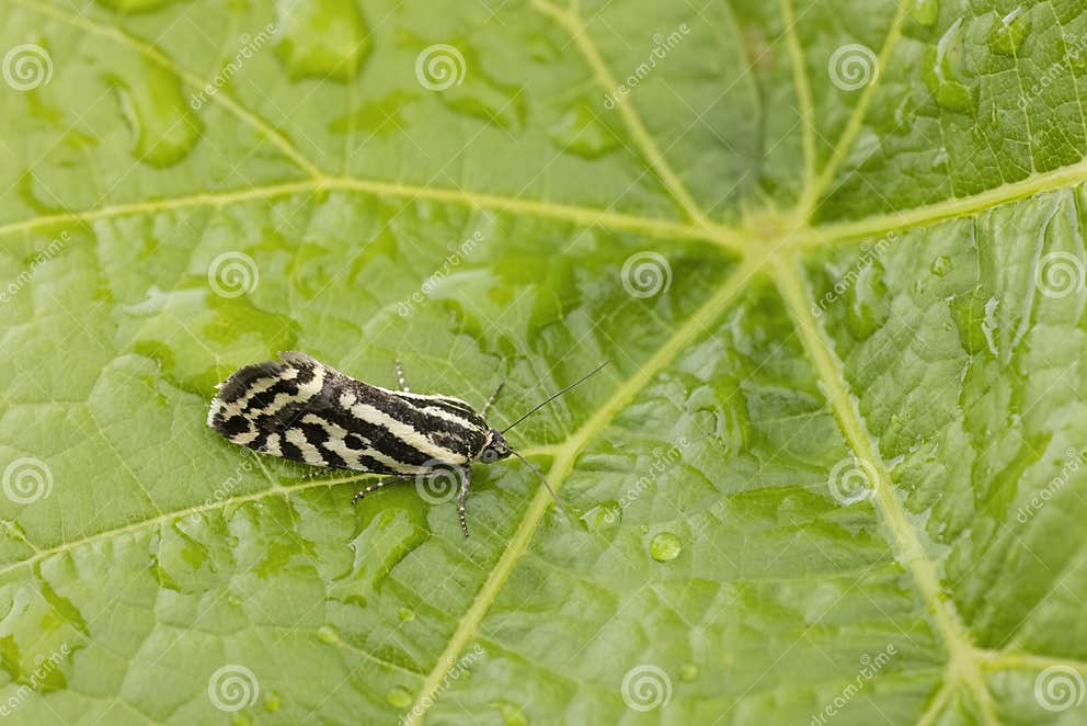 Grape Phylloxera on the Leaf Stock Photo - Image of insect, leaves ...