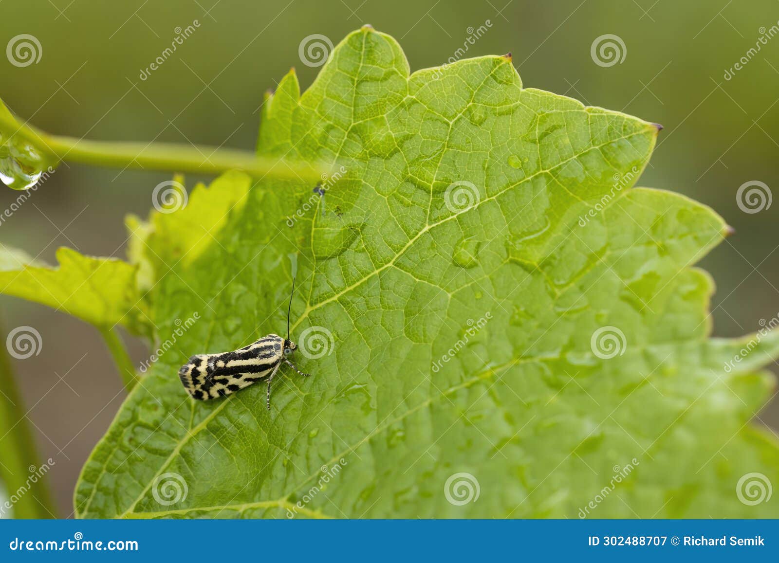 Grape Phylloxera Diseases. Grape Phylloxera Phylloxera Vastatrix Is A ...