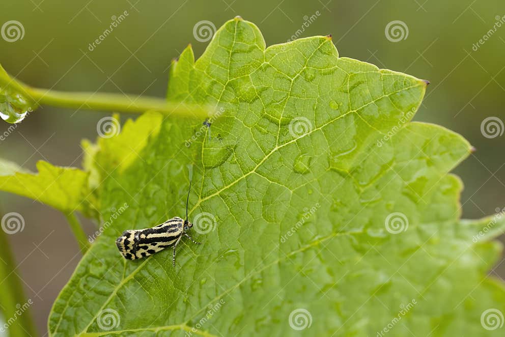 Grape Phylloxera on the Leaf Stock Image - Image of plant, season ...