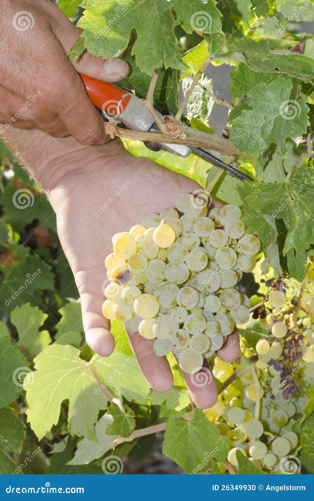 Grape picker stock photo. Image of seasonal, hand, vine - 26349930