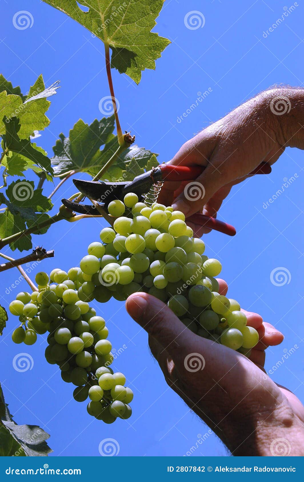 Grape picker stock photo. Image of spring, wine, grape - 2807842