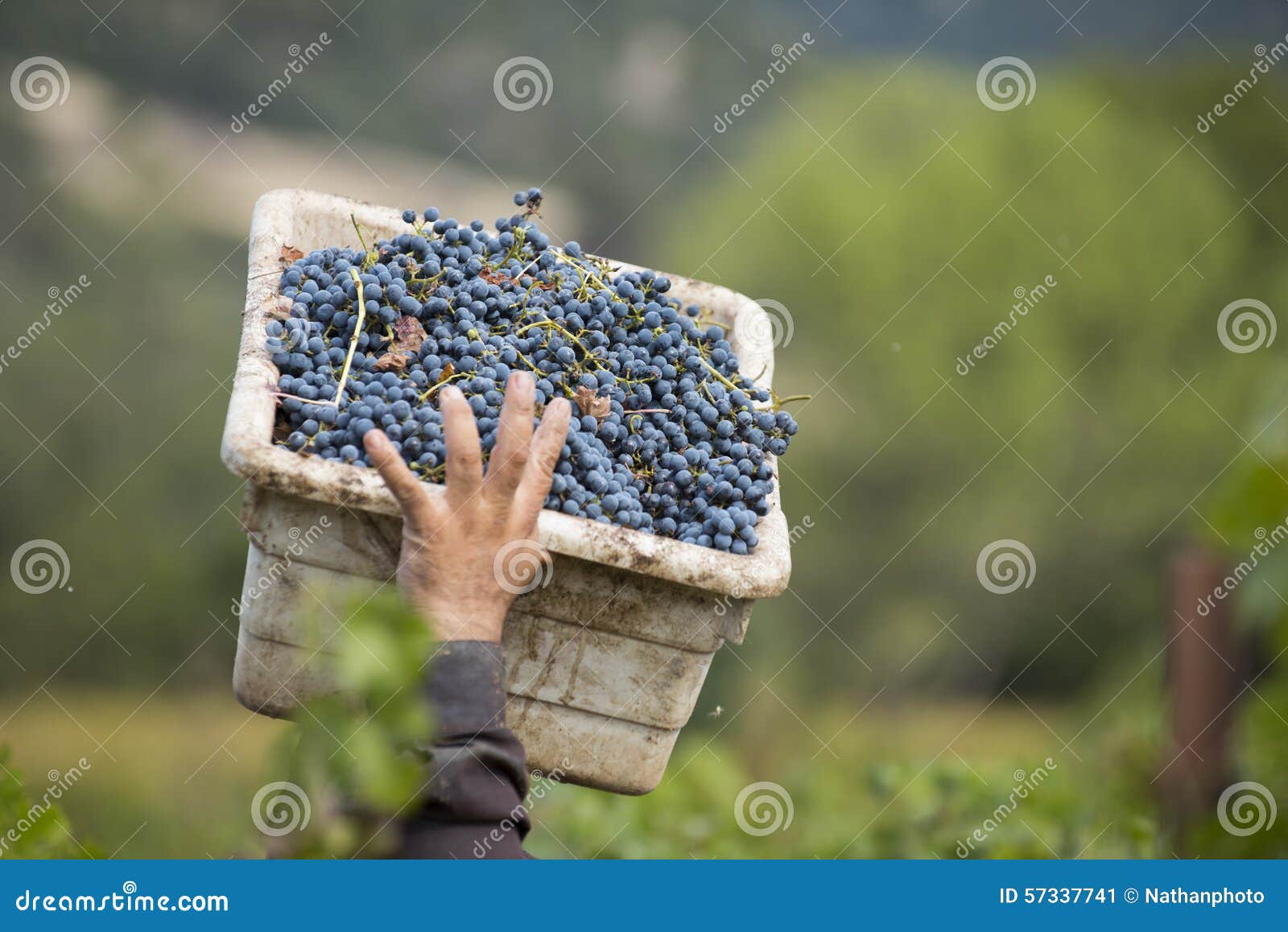 2,888 Grape Head Stock Photos - Free & Royalty-Free Stock Photos from ...