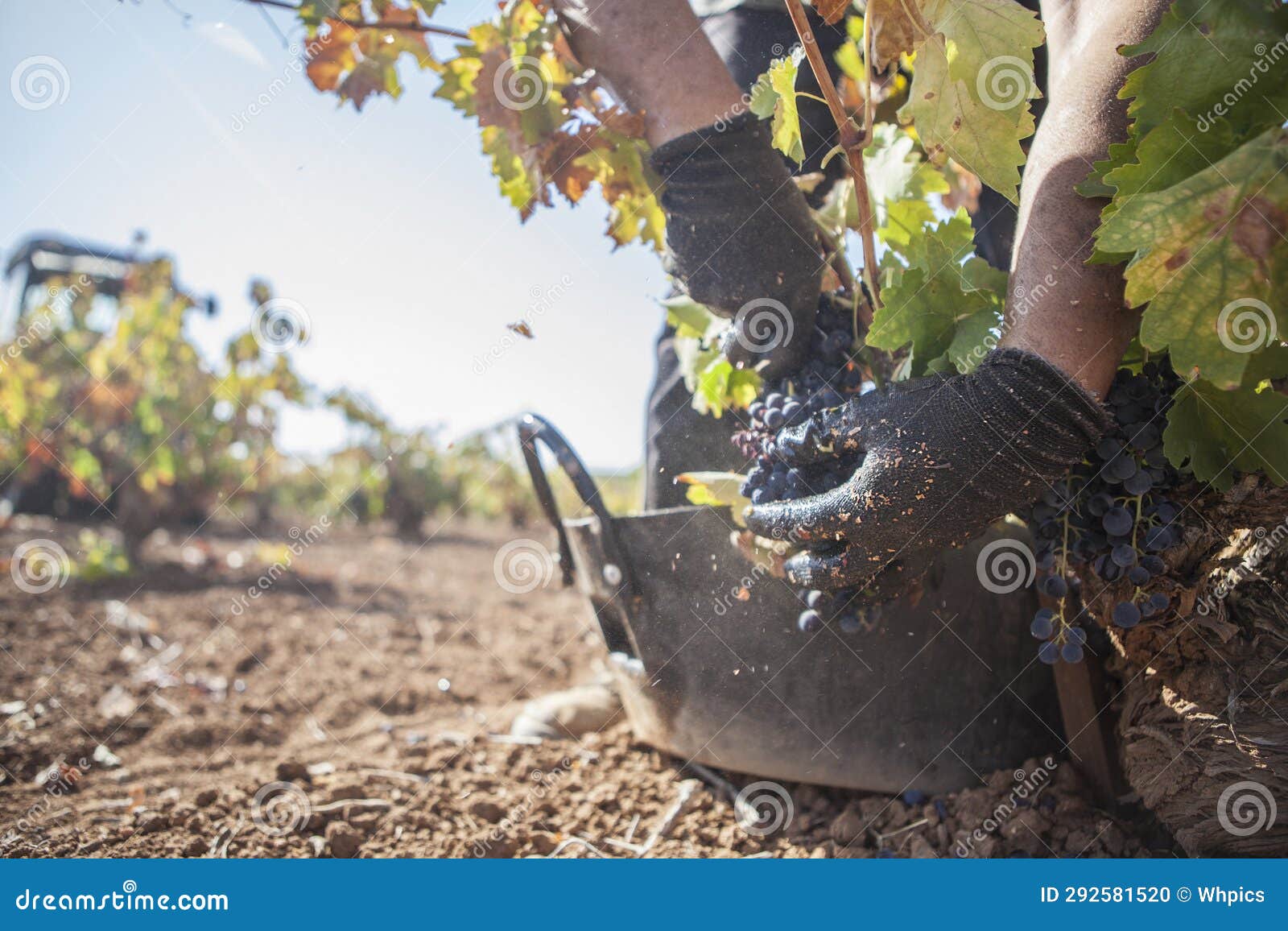 Grape Pickers Quickly Cutting Bunches Stock Photo - Image of plastic ...