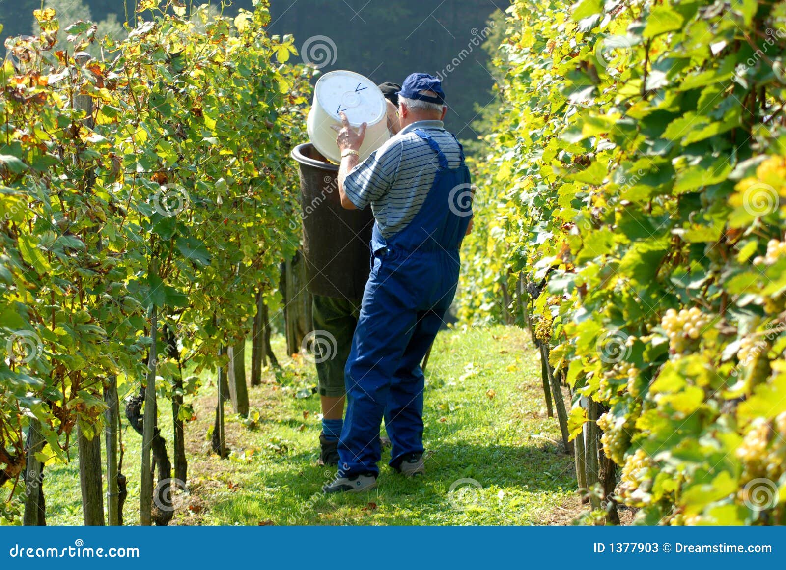 Grape-picker in vineyard stock image. Image of grower - 1377903