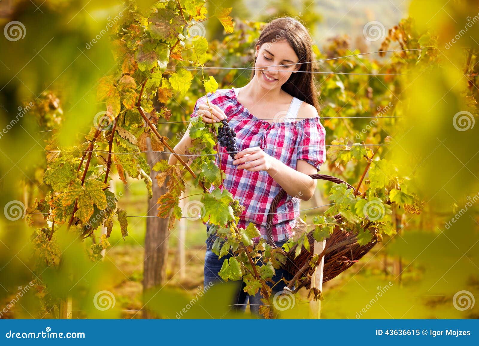 Grape picker in vineyard stock image. Image of fruit - 43636615
