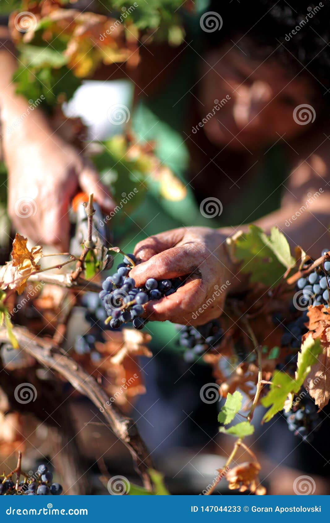 Grape picker editorial stock photo. Image of grape, attention - 147044233