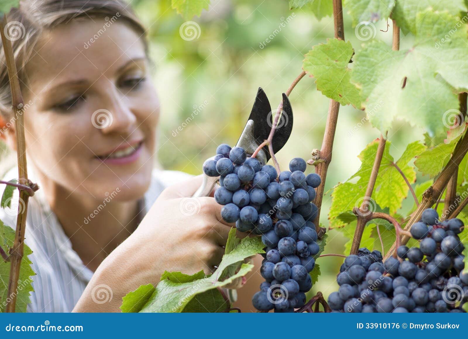 Grape picker stock photo. Image of farming, felicity - 33910176
