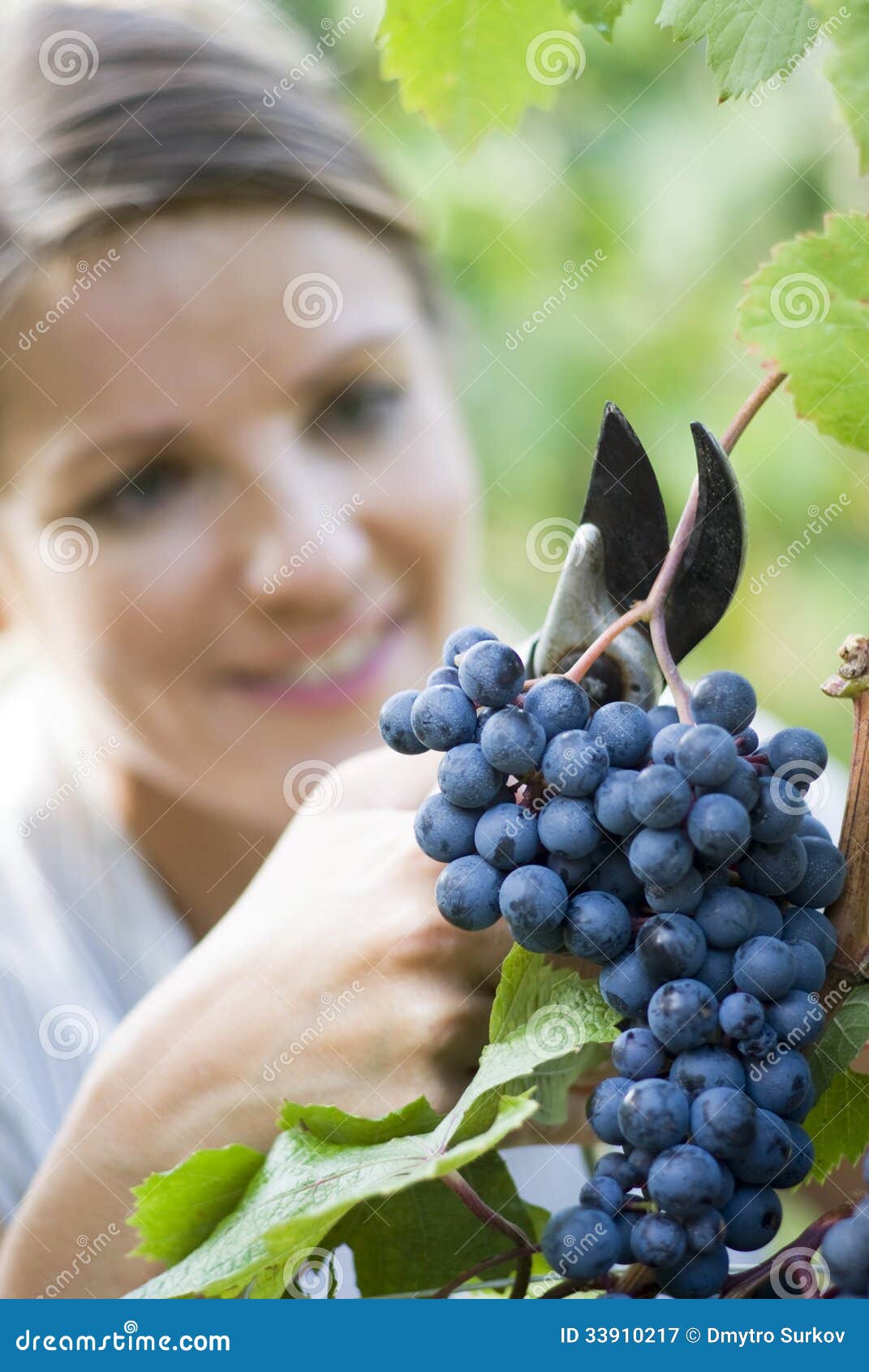 Grape picker stock image. Image of business, happiness - 33910217