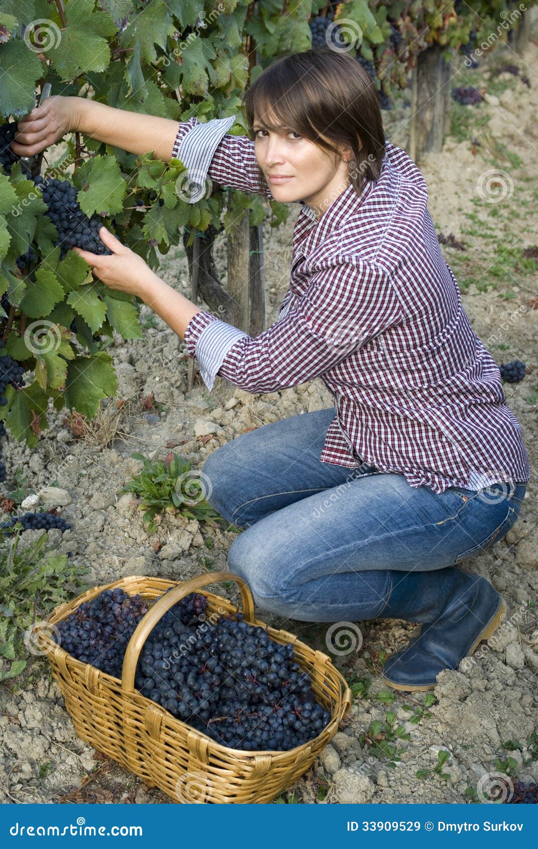 Grape picker stock image. Image of outside, caucasian - 33909529