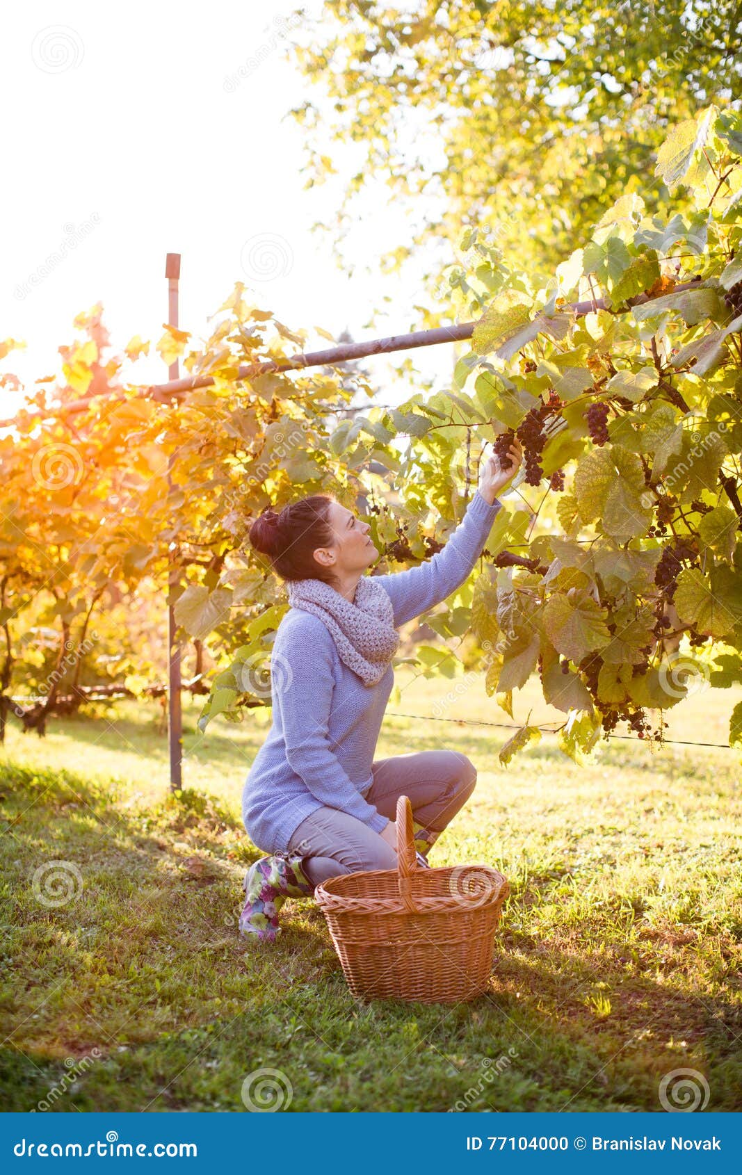 Grape Picker at Work Observing Grapes Stock Photo - Image of ripe ...