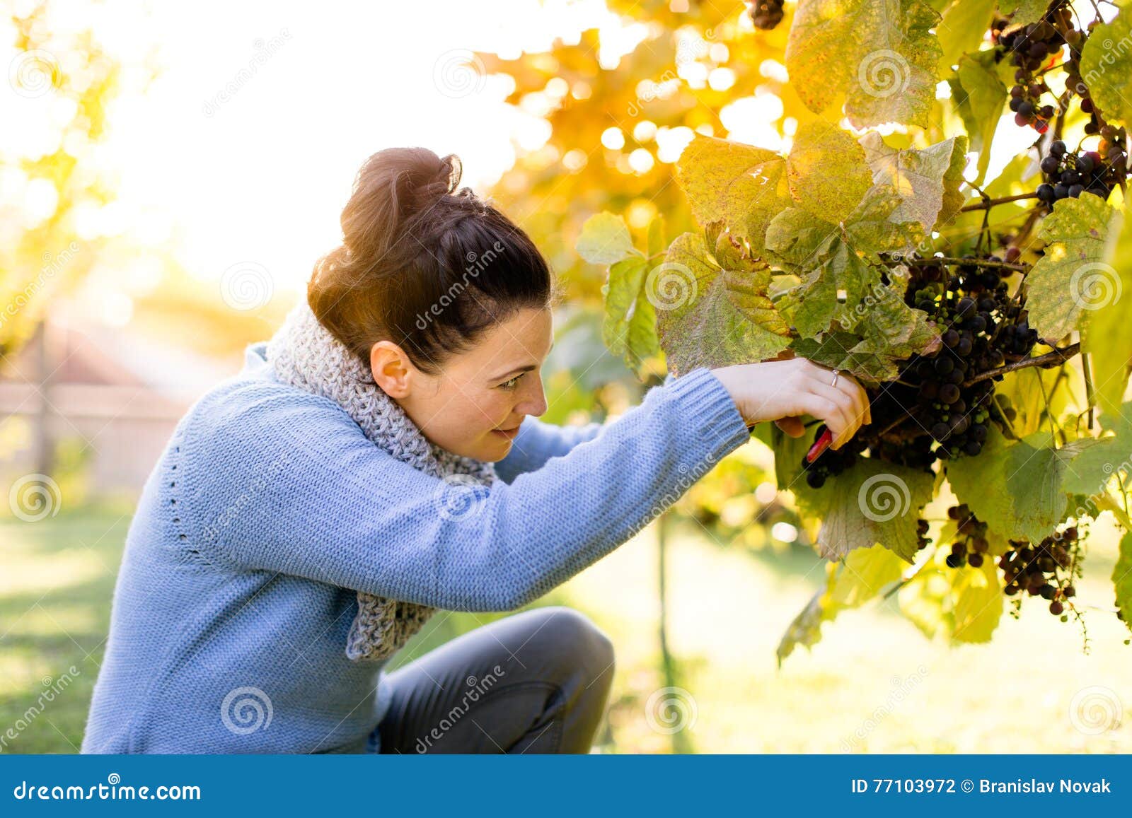 Grape Picker at Work Picking Grapes Stock Photo - Image of autumn ...