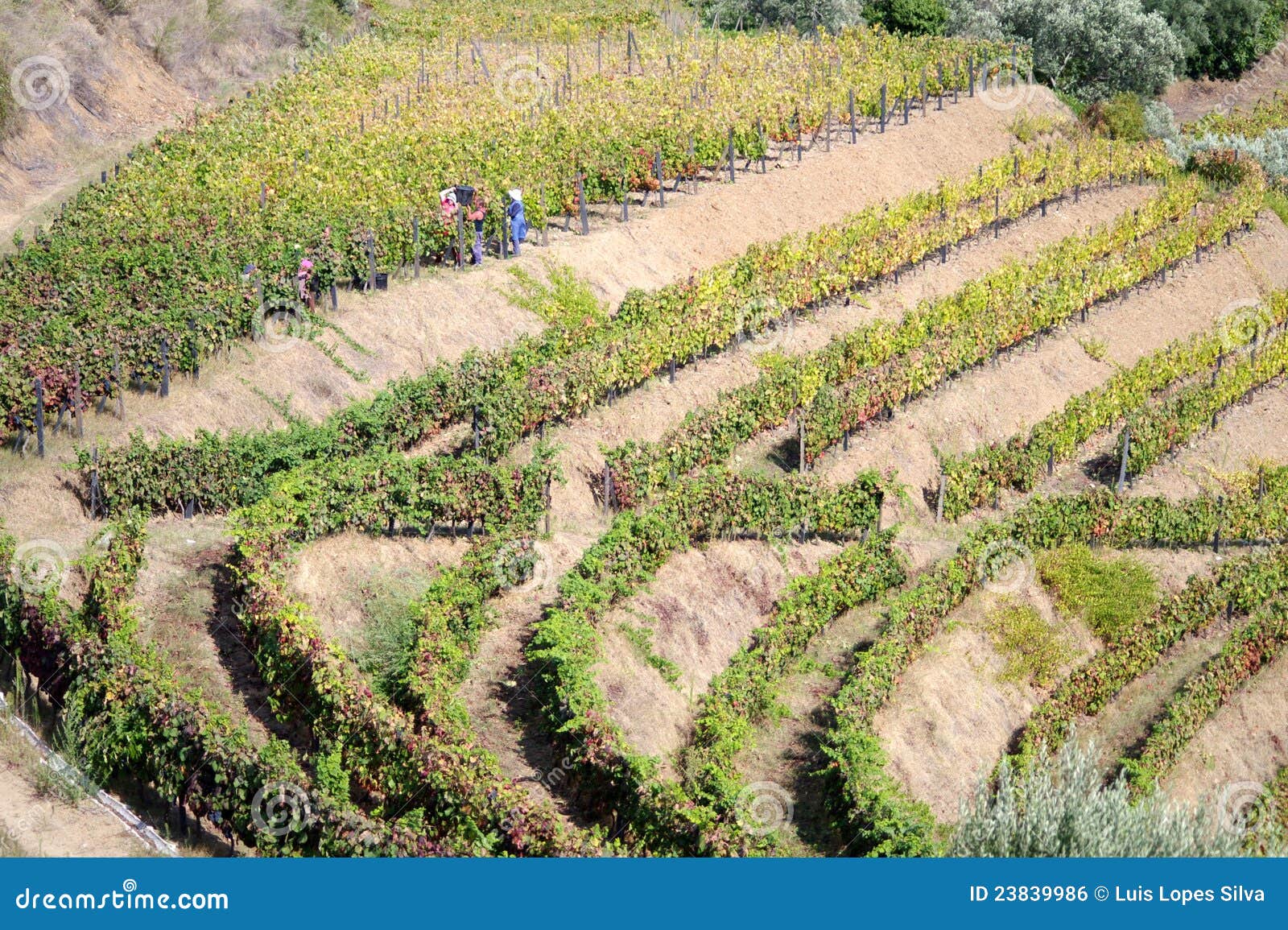Grape picking editorial photo. Image of manual, geometric - 23839986