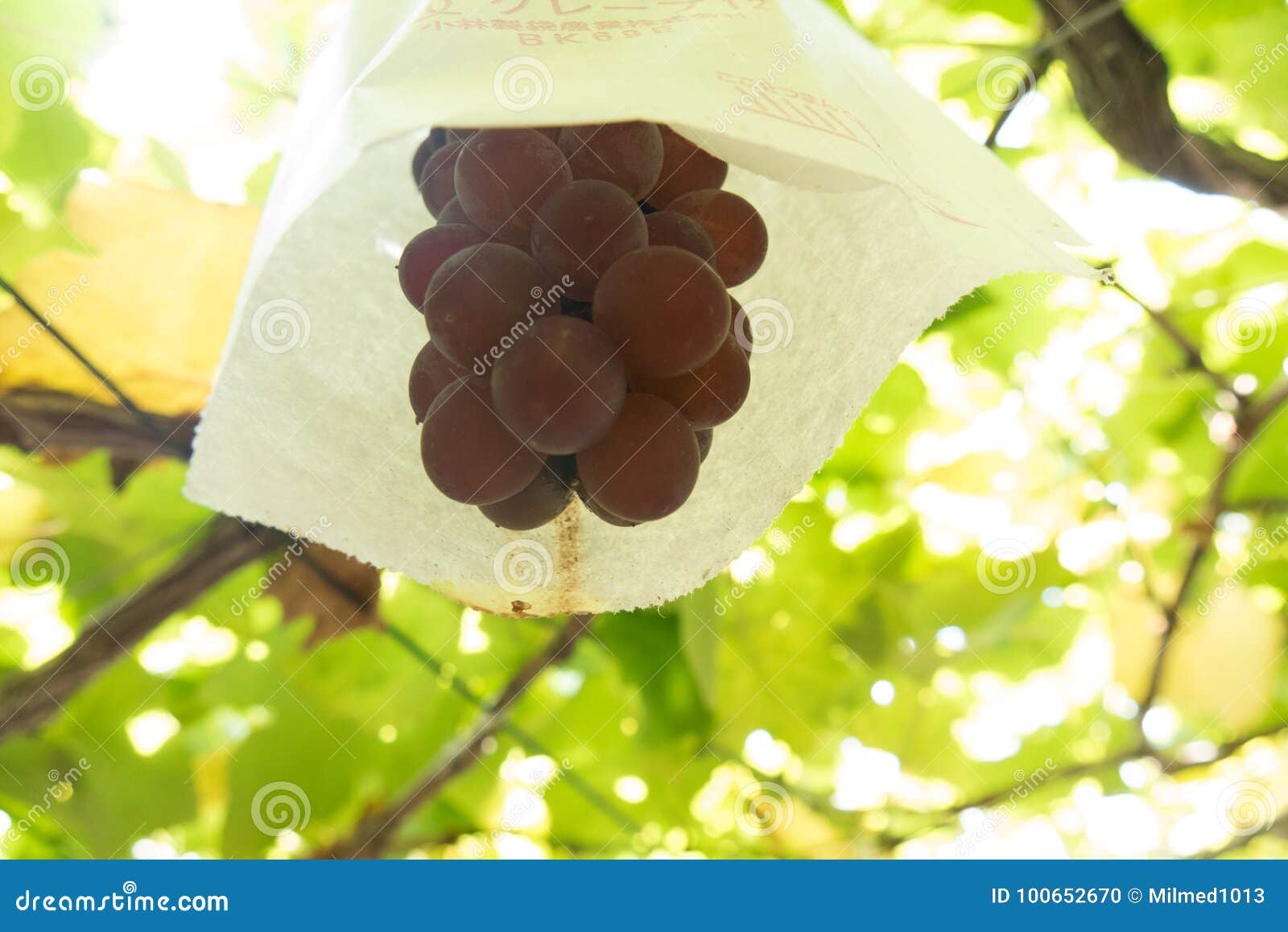 Grape picking stock photo. Image of hand, green, japanese - 100652670