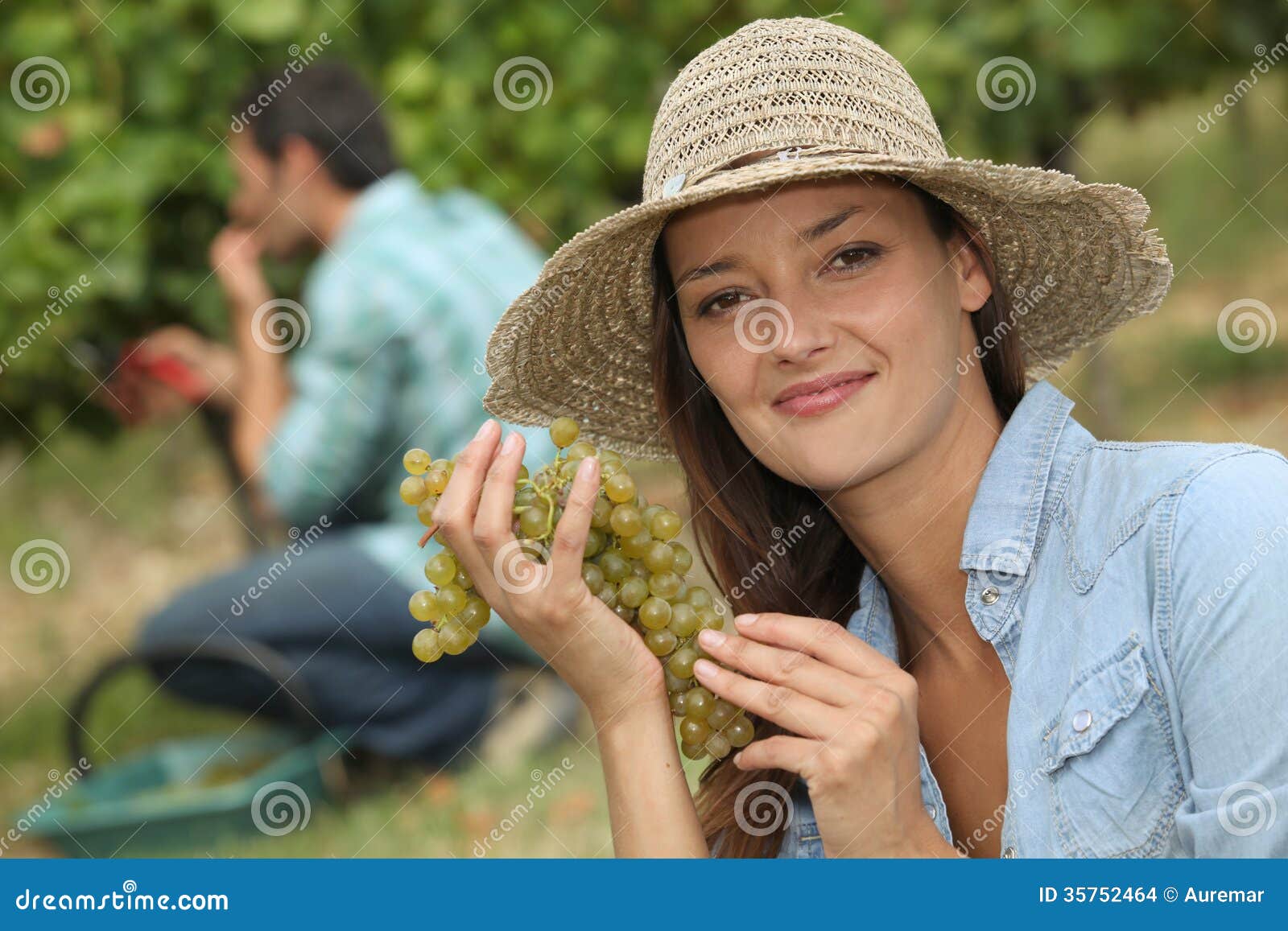 Grape picking stock photo. Image of harvest, tasting - 35752464