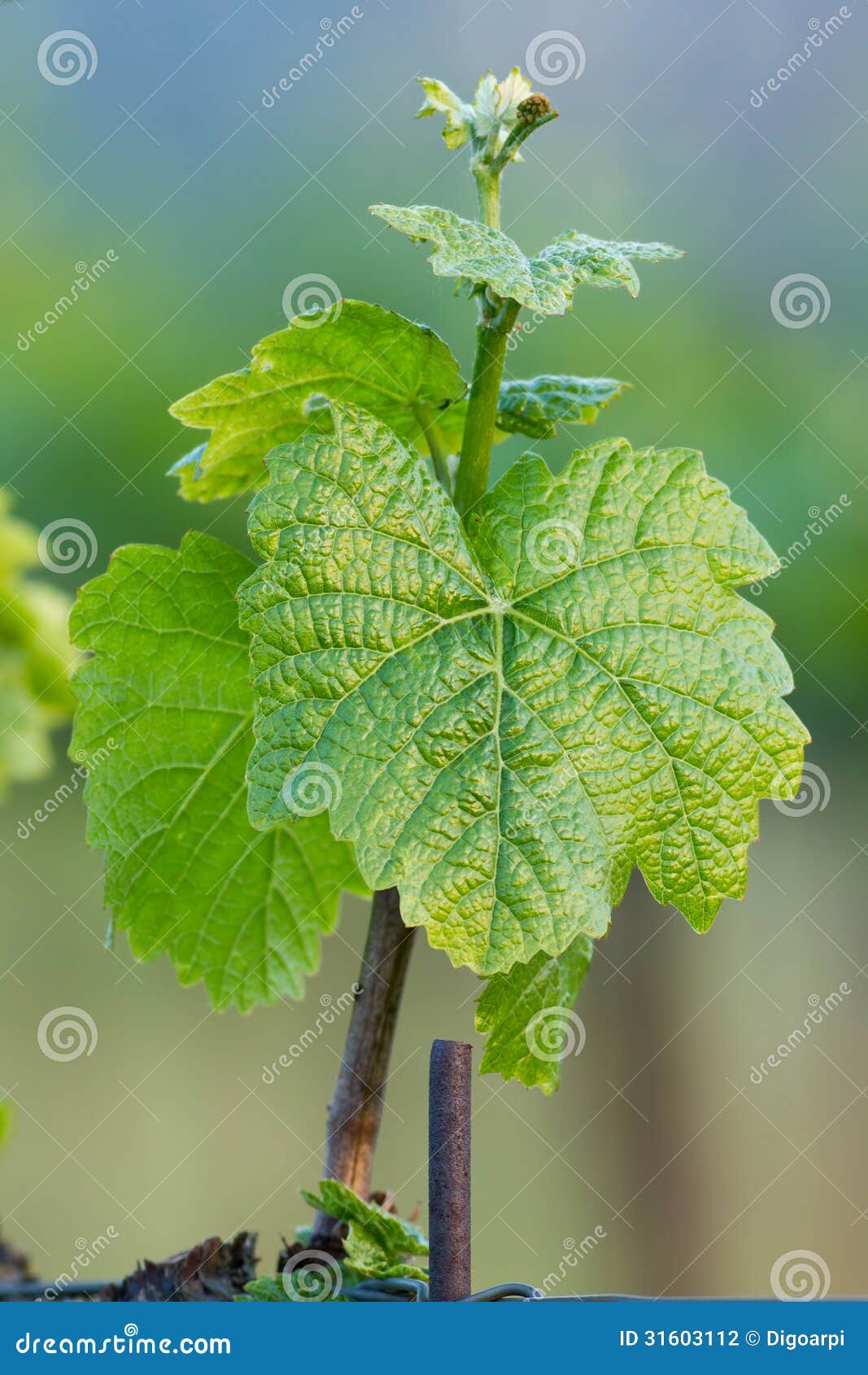 Grape plant stock photo. Image of hill, blue, country - 31603112