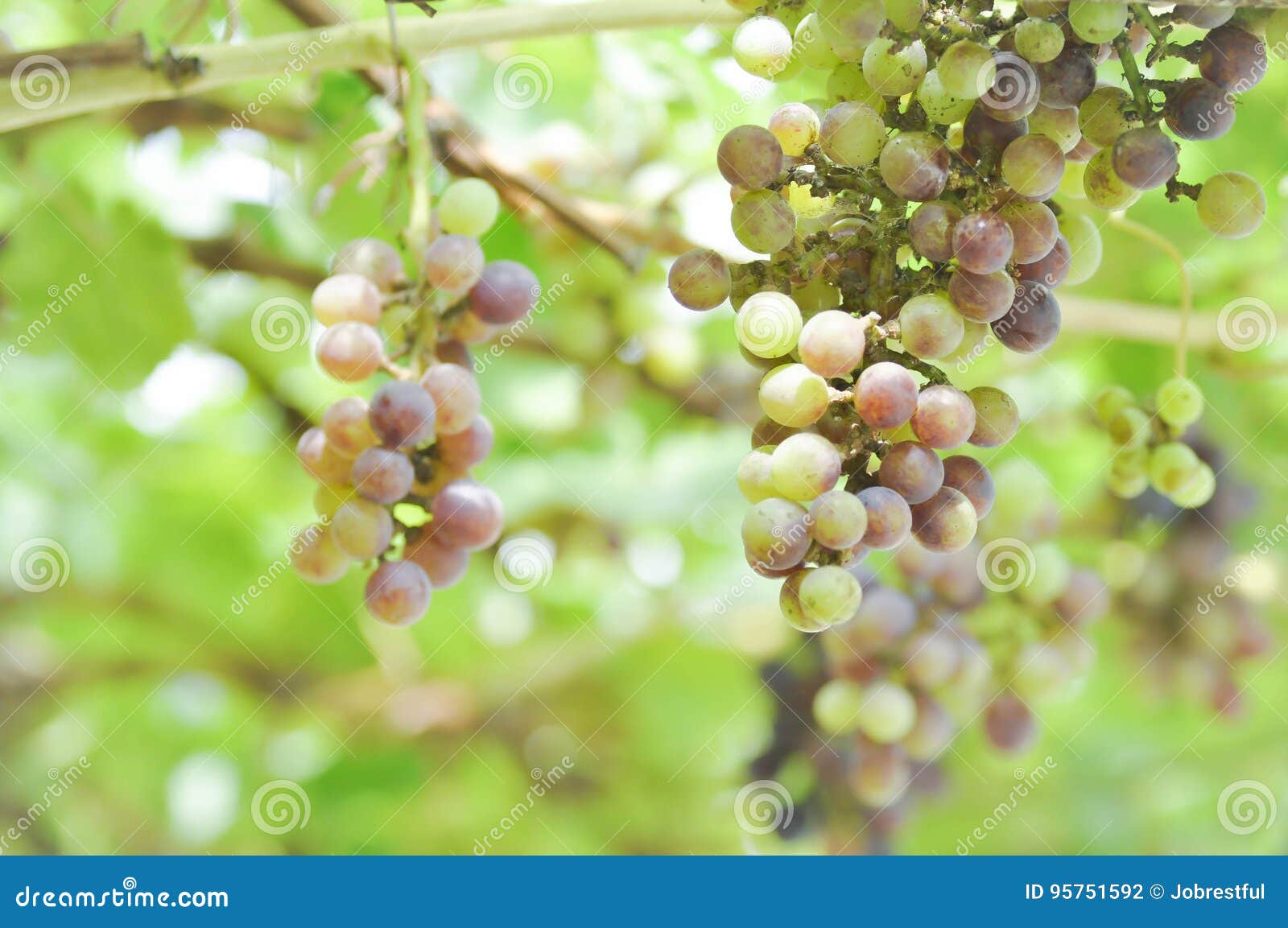 Grape plant in the orchard stock photo. Image of fruit - 95751592