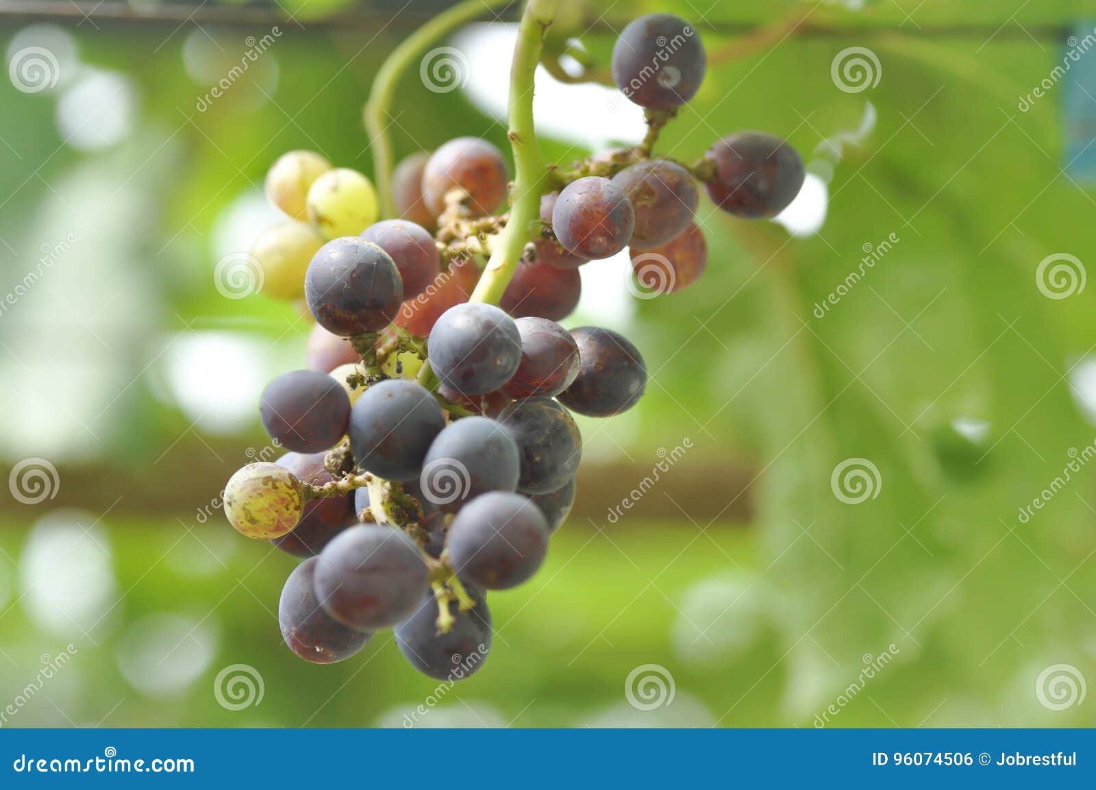 Grape plant in the orchard stock photo. Image of farm - 96074506