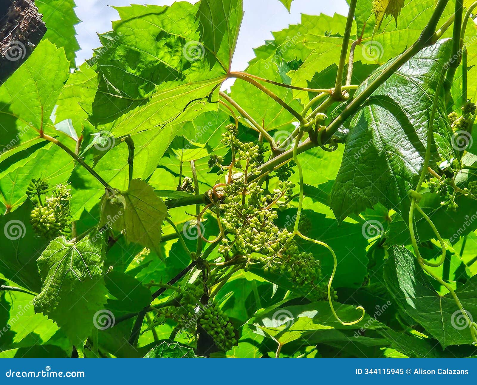 Grape Plantation. Flowers in the Bunch of Grapes Stock Image - Image of ...