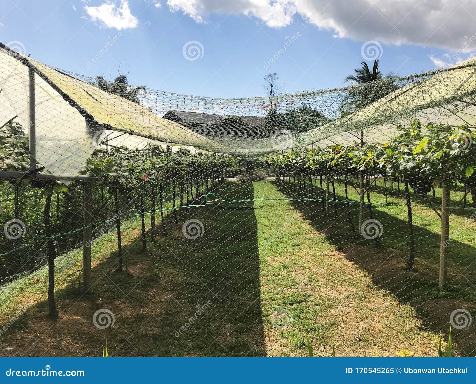 Grape Plantation in Vineyard with Security Netting from Bird or Thief ...